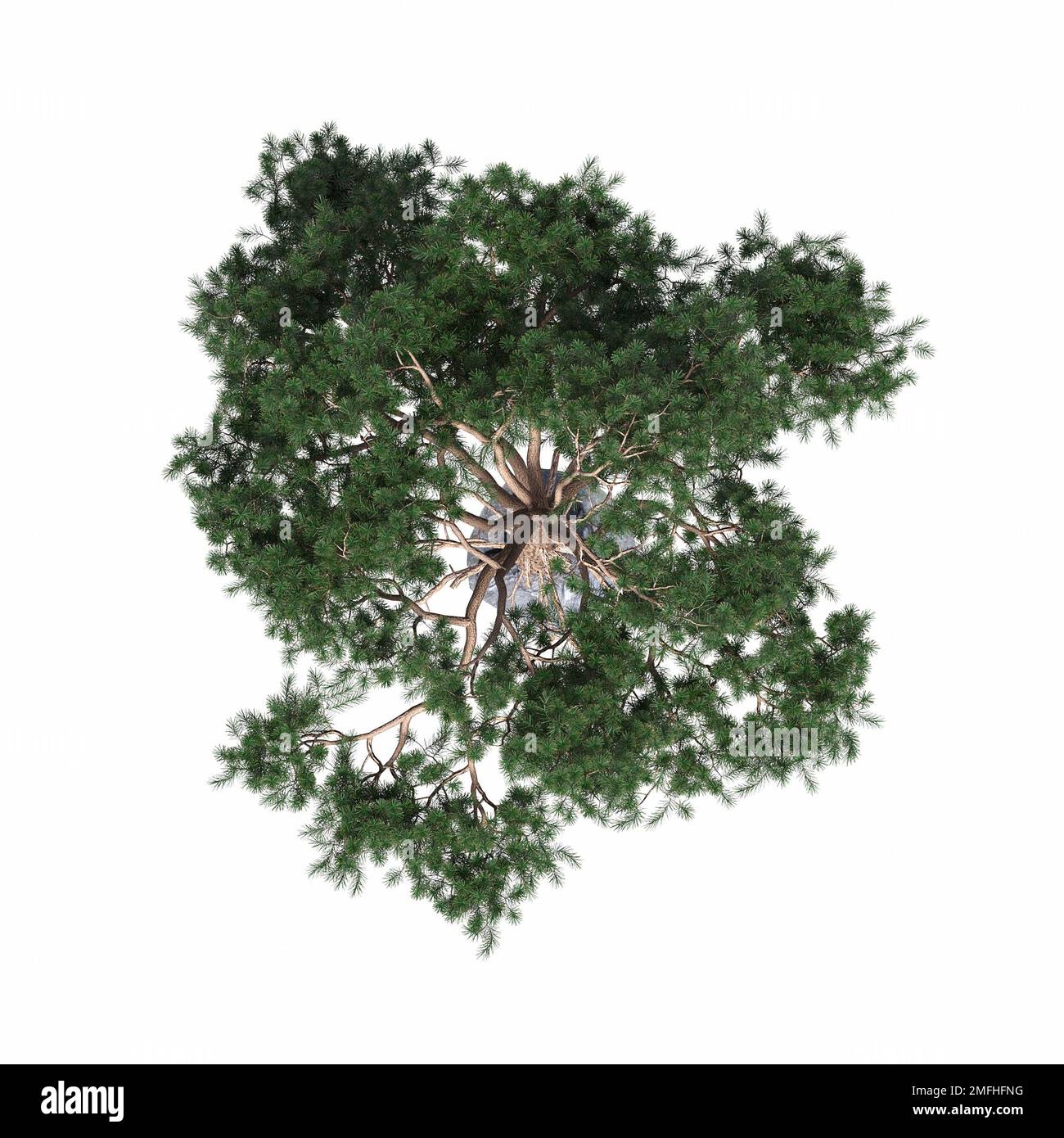 tree top view, isolated on white background, 3D illustration, cg render ...