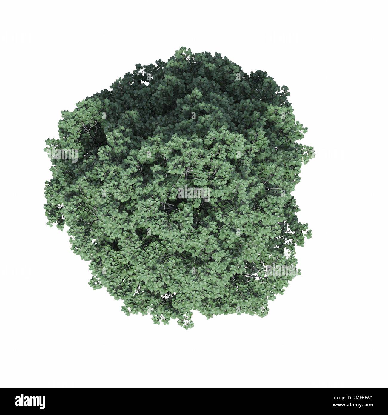 tree top view, isolated on white background, 3D illustration, cg render ...