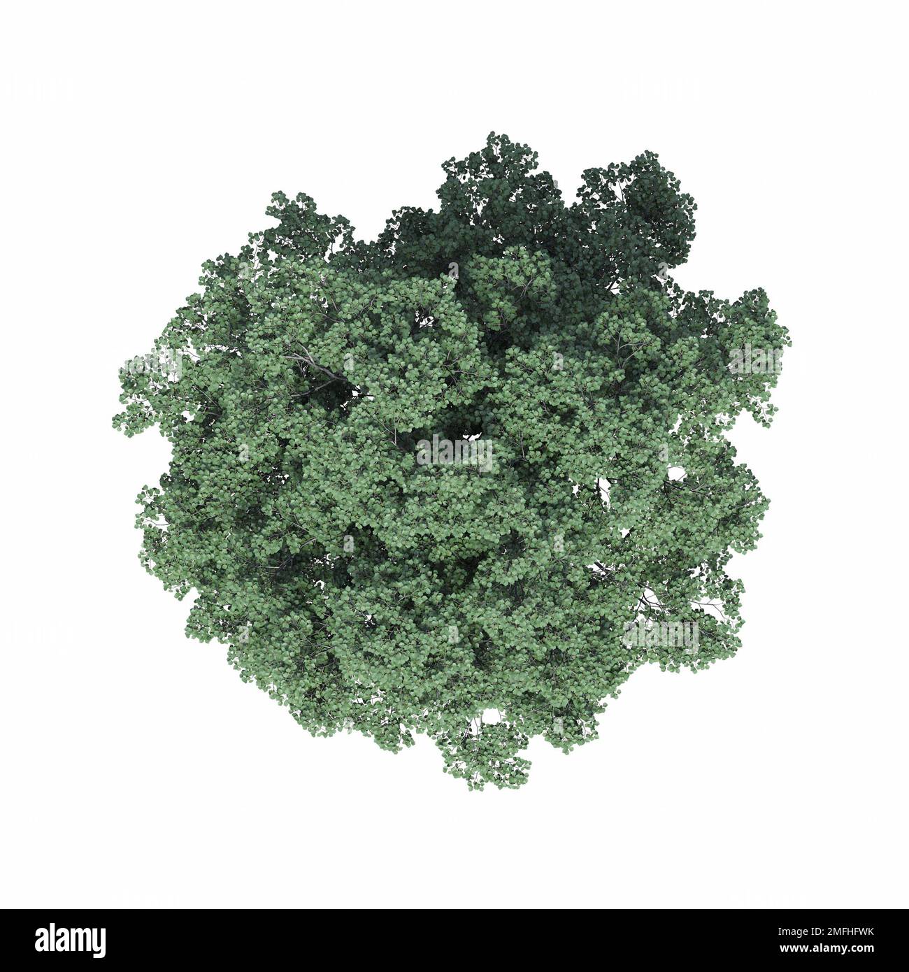 tree top view, isolated on white background, 3D illustration, cg render ...