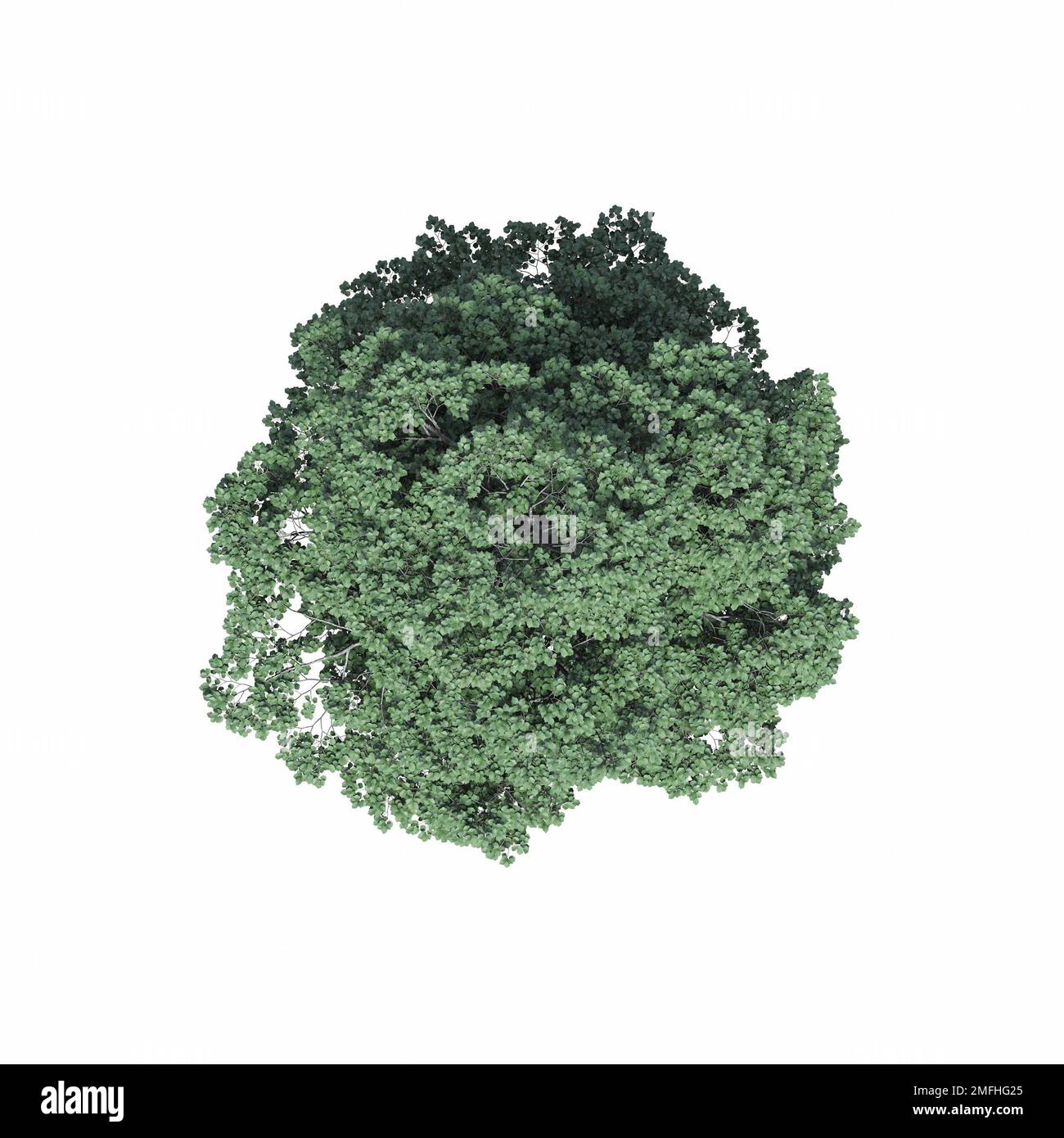 tree top view, isolated on white background, 3D illustration, cg render ...