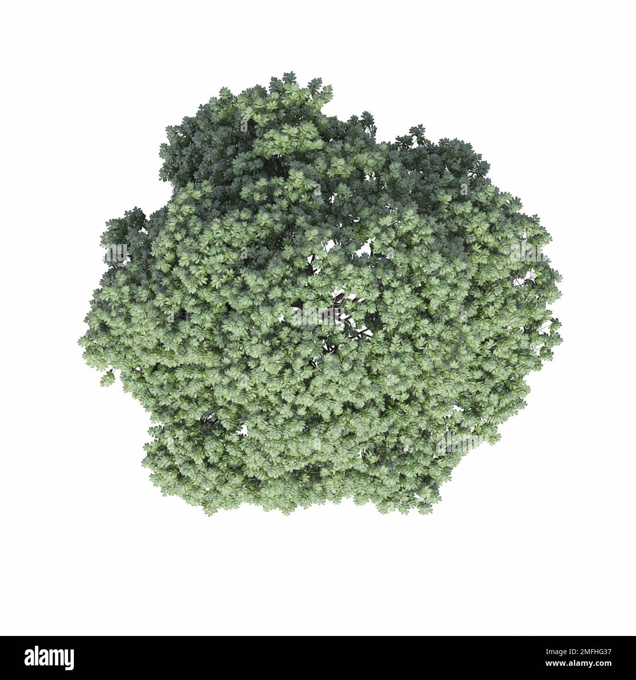 tree top view, isolated on white background, 3D illustration, cg render ...