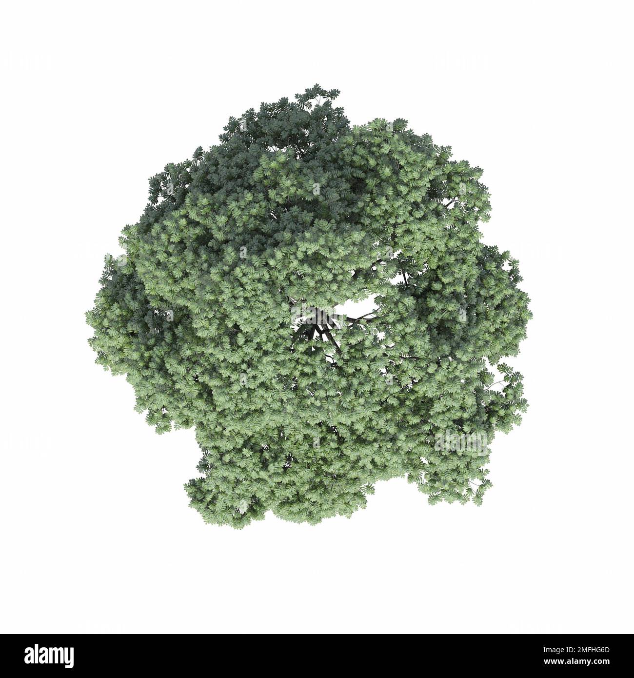 tree top view, isolated on white background, 3D illustration, cg render ...