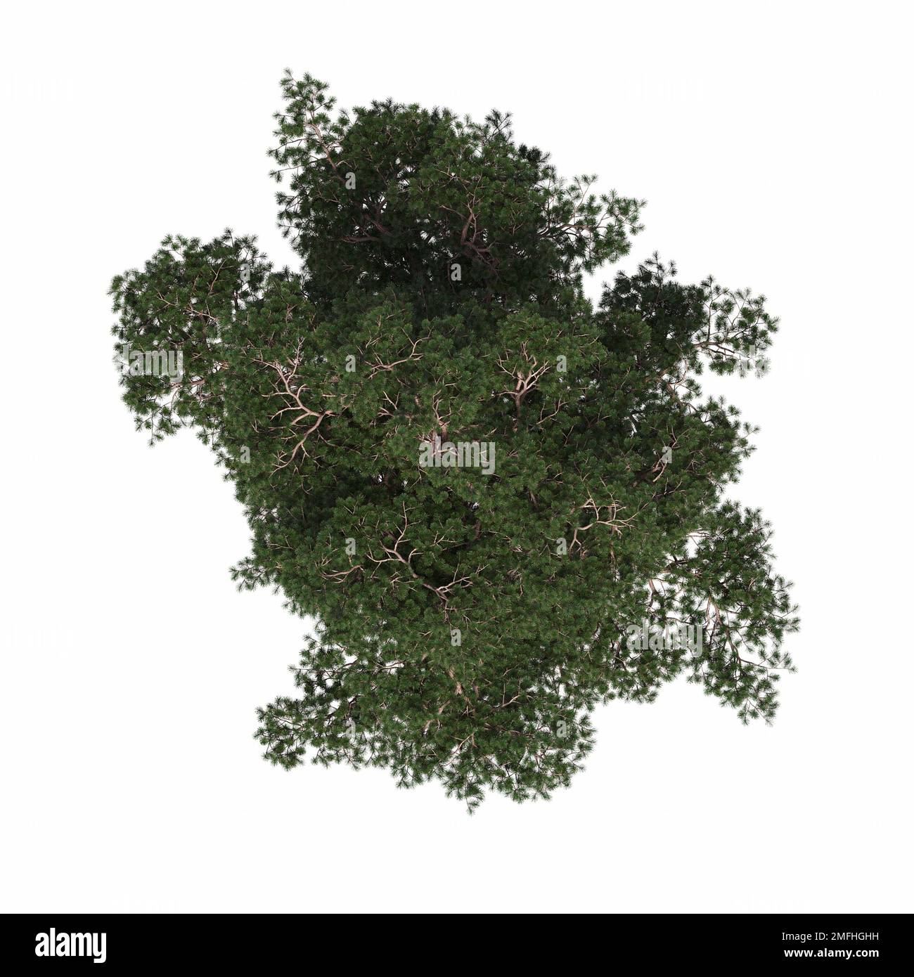tree top view, isolated on white background, 3D illustration, cg render ...