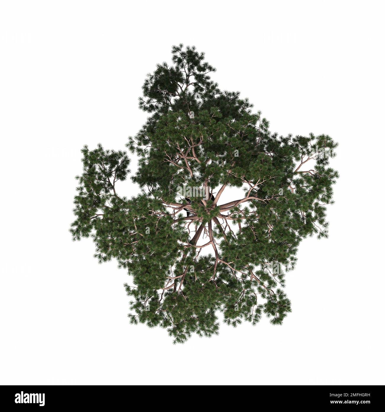 Tree Top View Photoshop