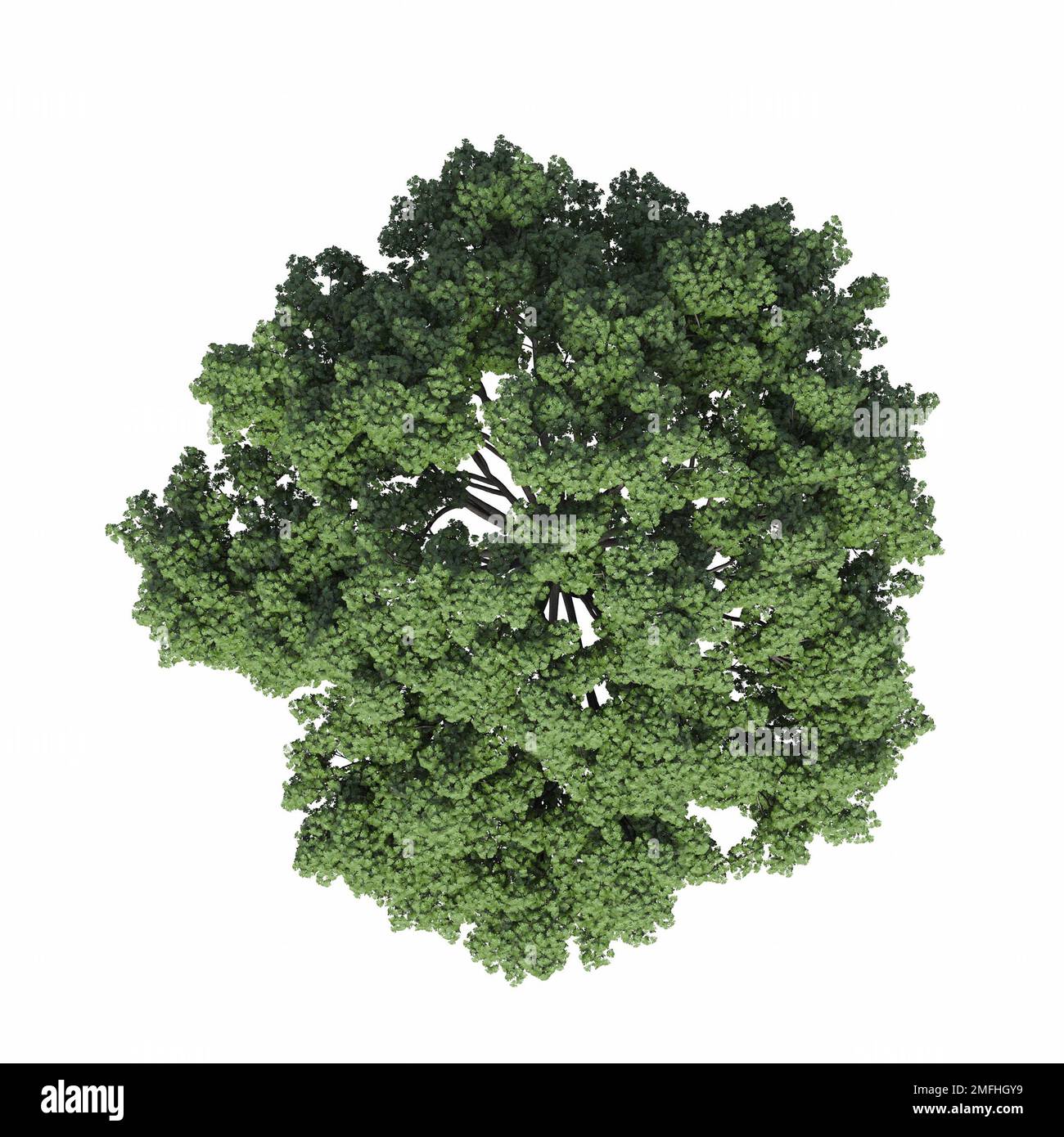 tree top view, isolated on white background, 3D illustration, cg render ...