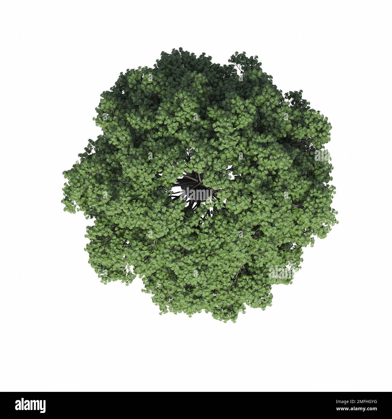 tree top view, isolated on white background, 3D illustration, cg render ...