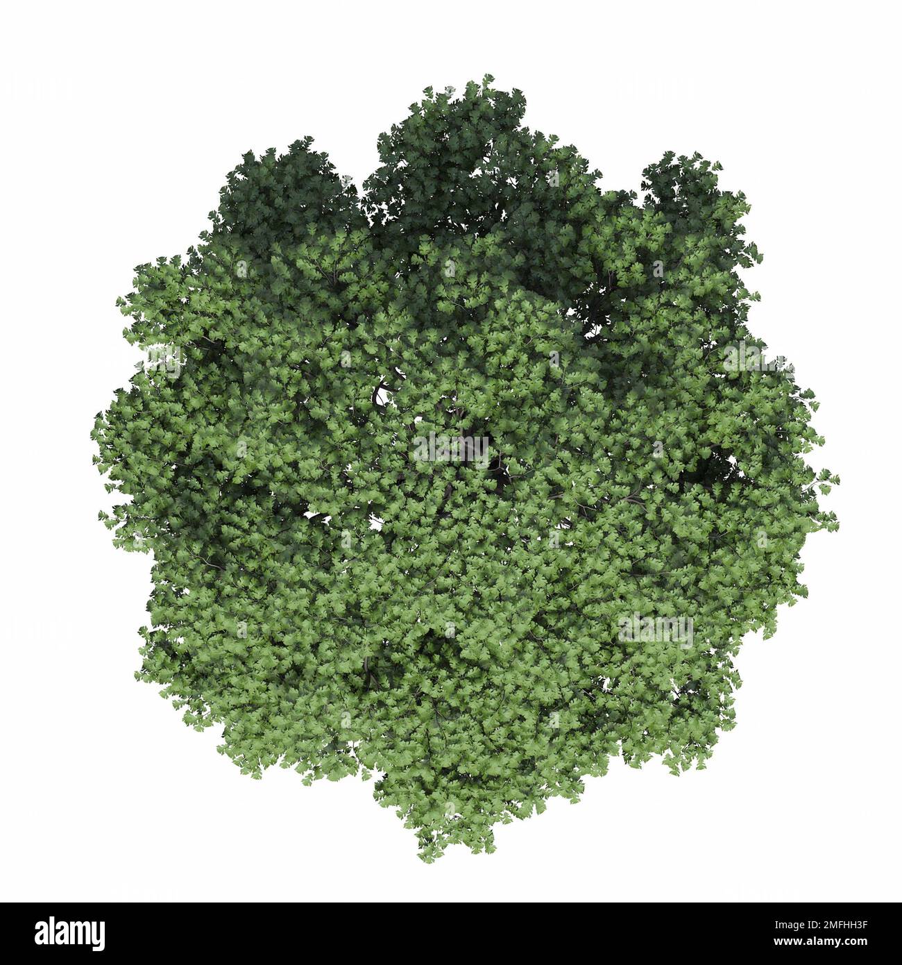 tree top view, isolated on white background, 3D illustration, cg render ...