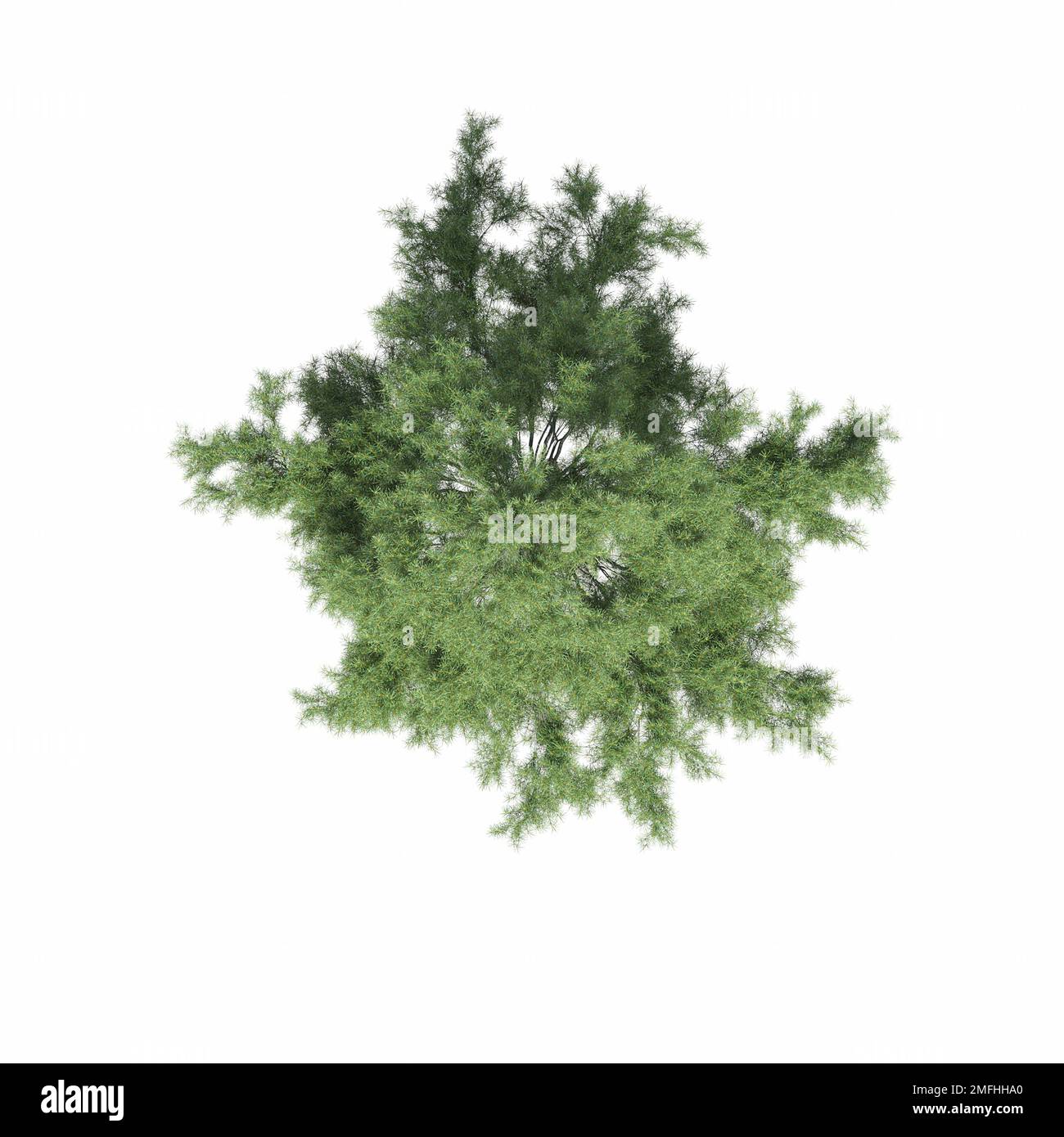 tree top view, isolated on white background, 3D illustration, cg render ...