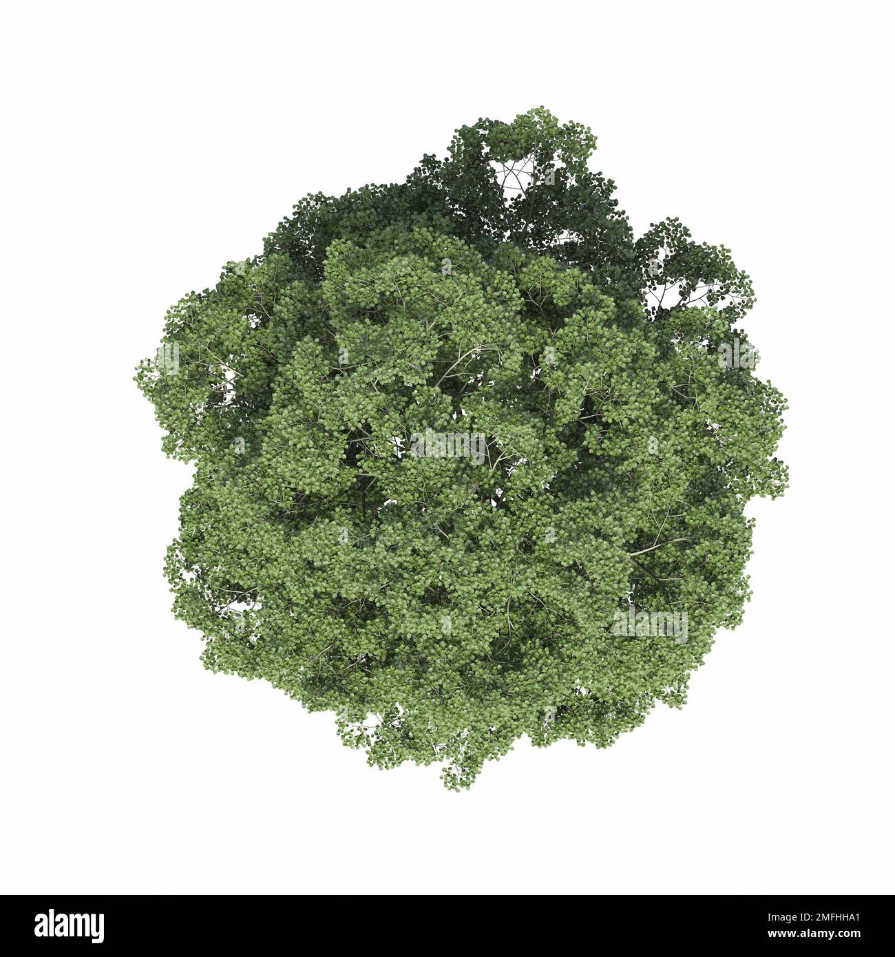 tree top view, isolated on white background, 3D illustration, cg render ...
