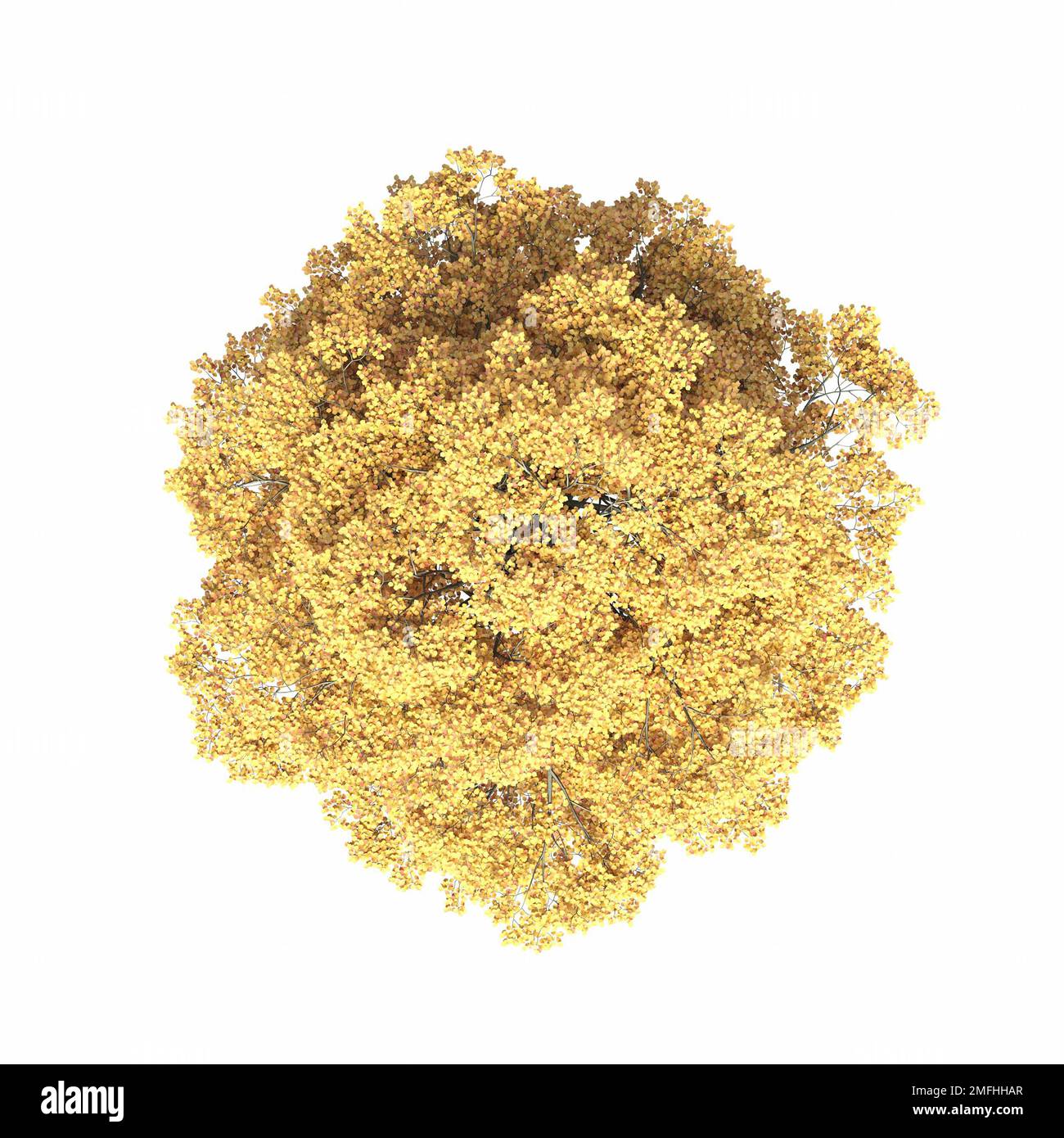 tree top view, isolated on white background, 3D illustration, cg render ...