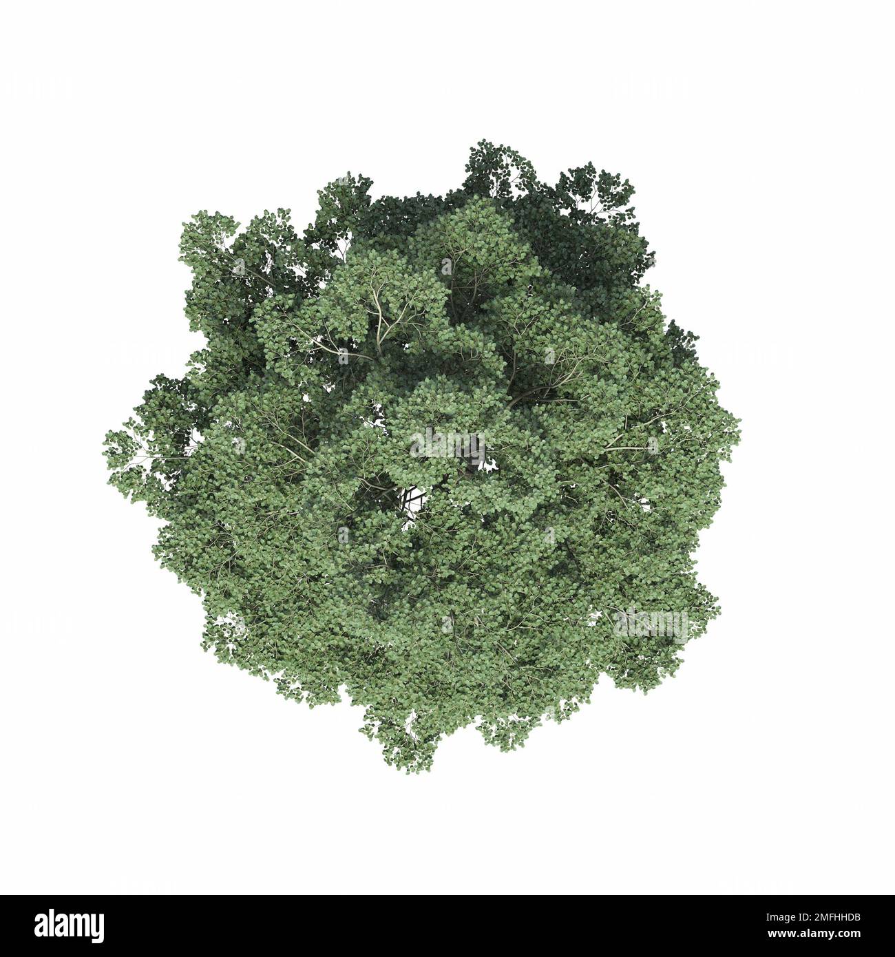tree top view, isolated on white background, 3D illustration, cg render ...