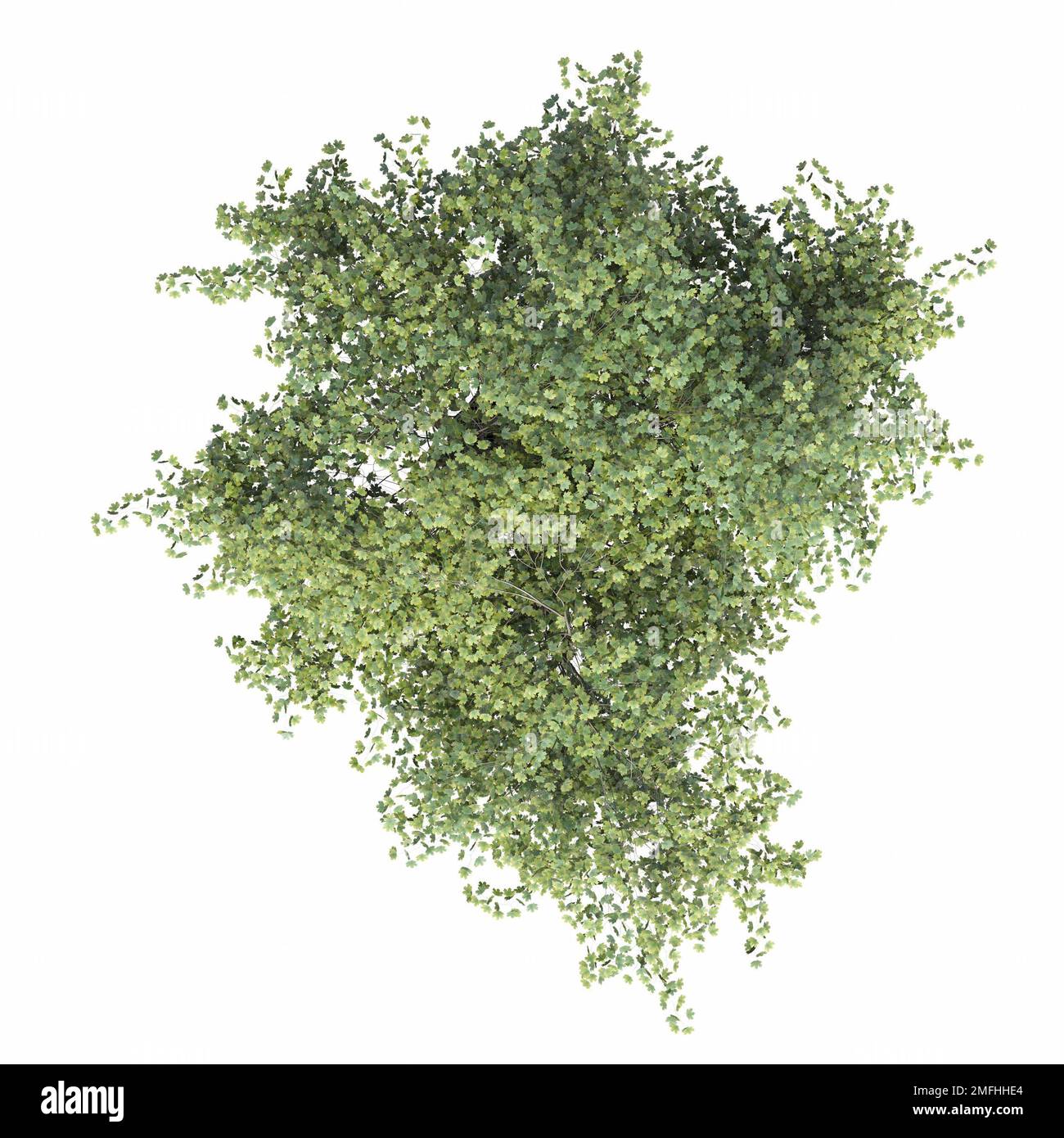 tree top view, isolated on white background, 3D illustration, cg render ...