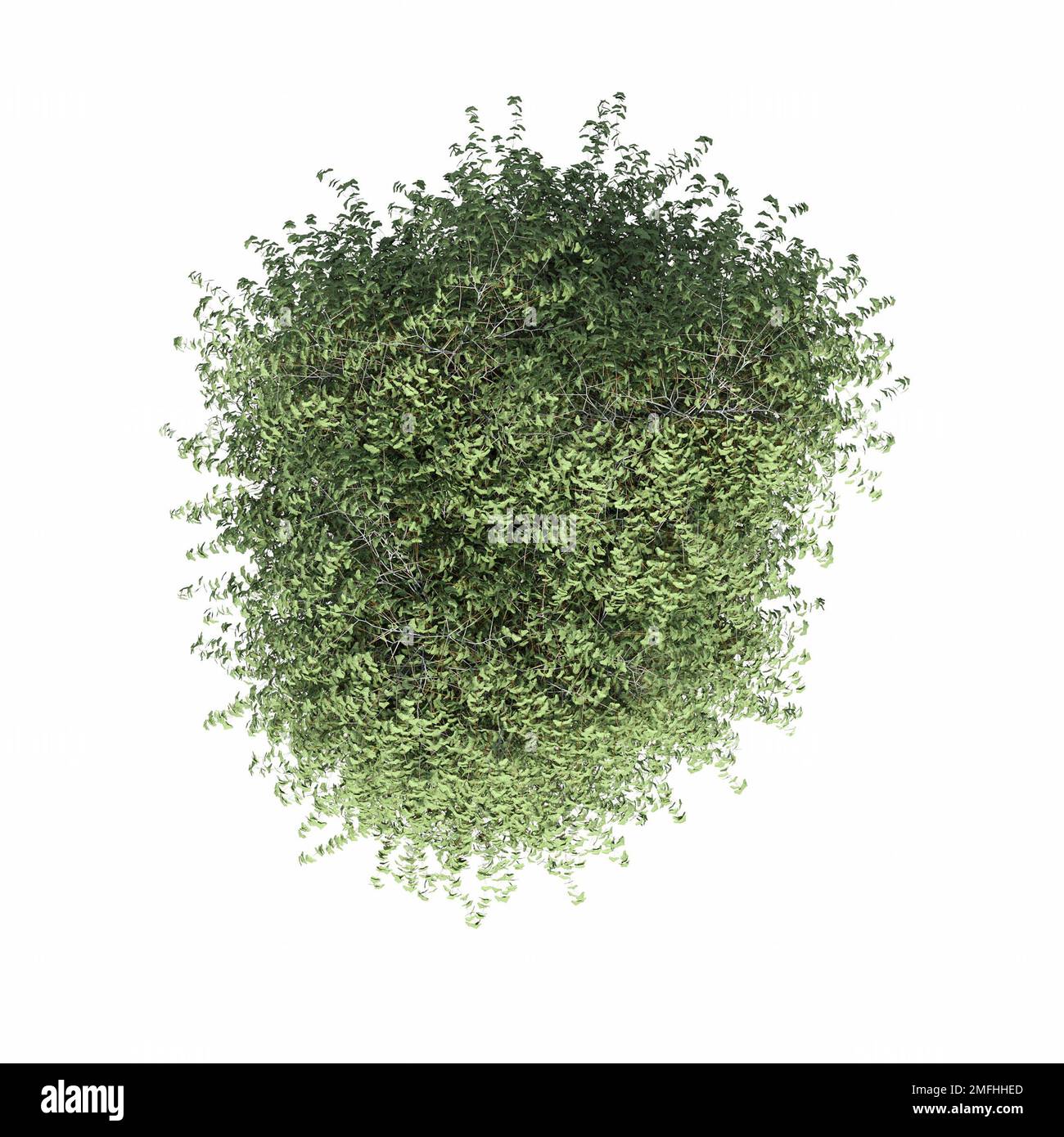 tree top view, isolated on white background, 3D illustration, cg render ...