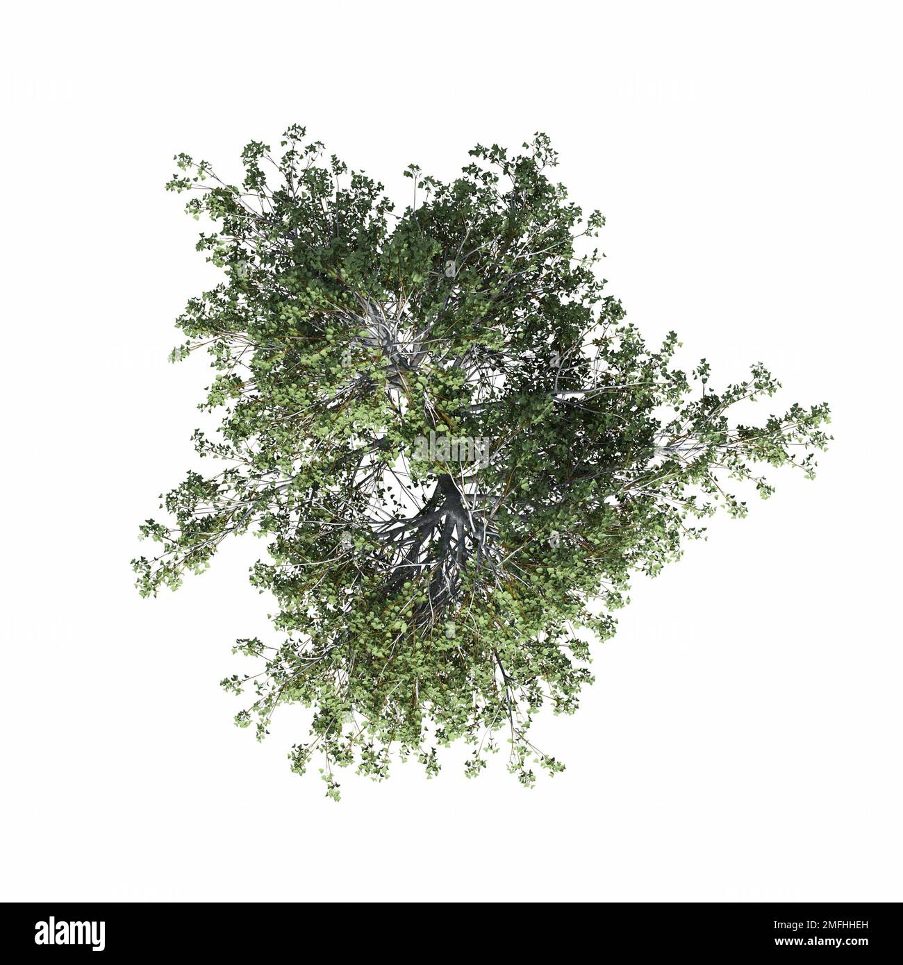 tree top view, isolated on white background, 3D illustration, cg render ...