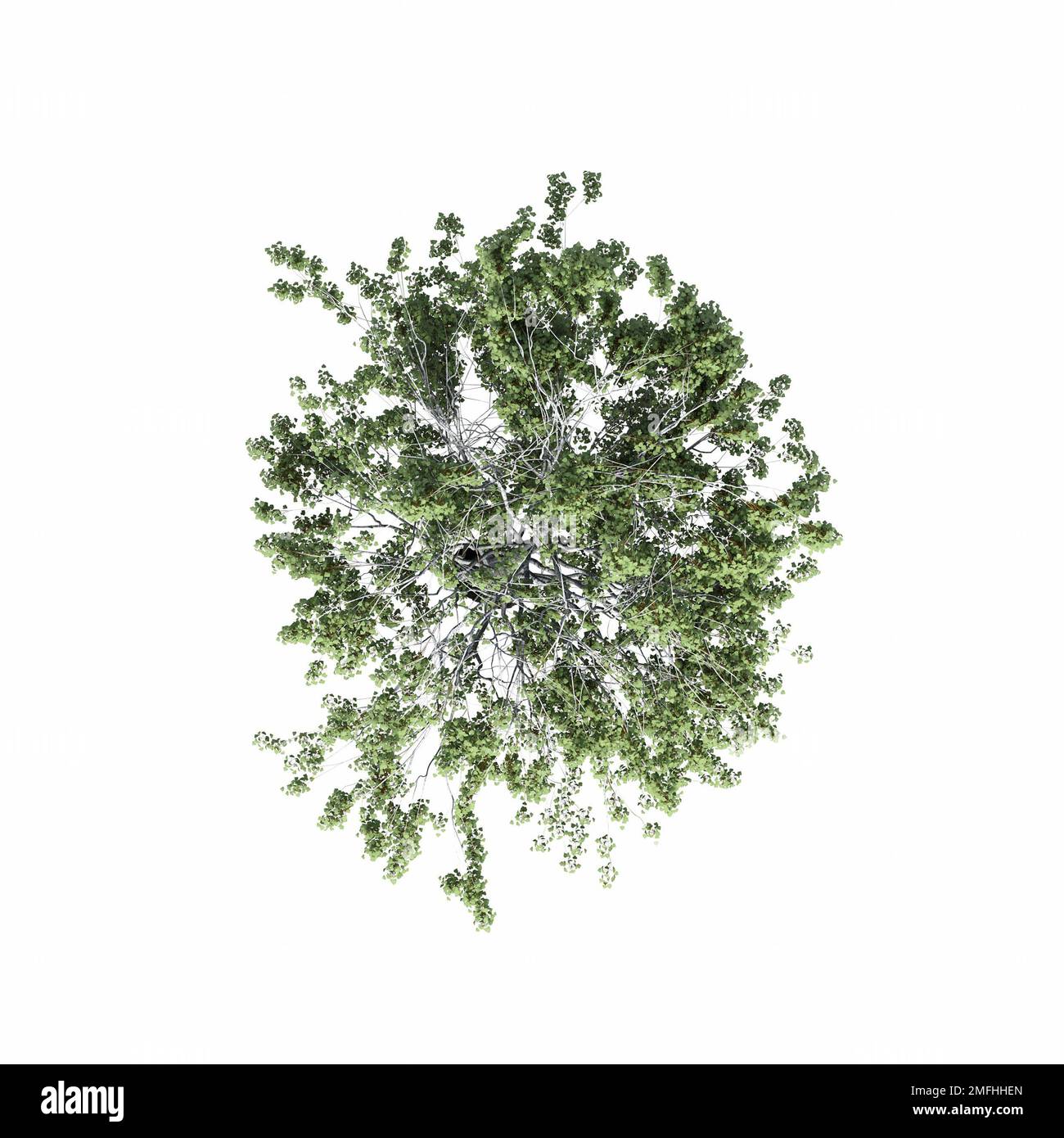 tree top view, isolated on white background, 3D illustration, cg render ...