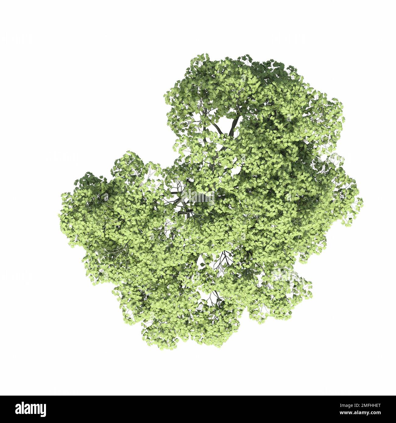 tree top view, isolated on white background, 3D illustration, cg render ...