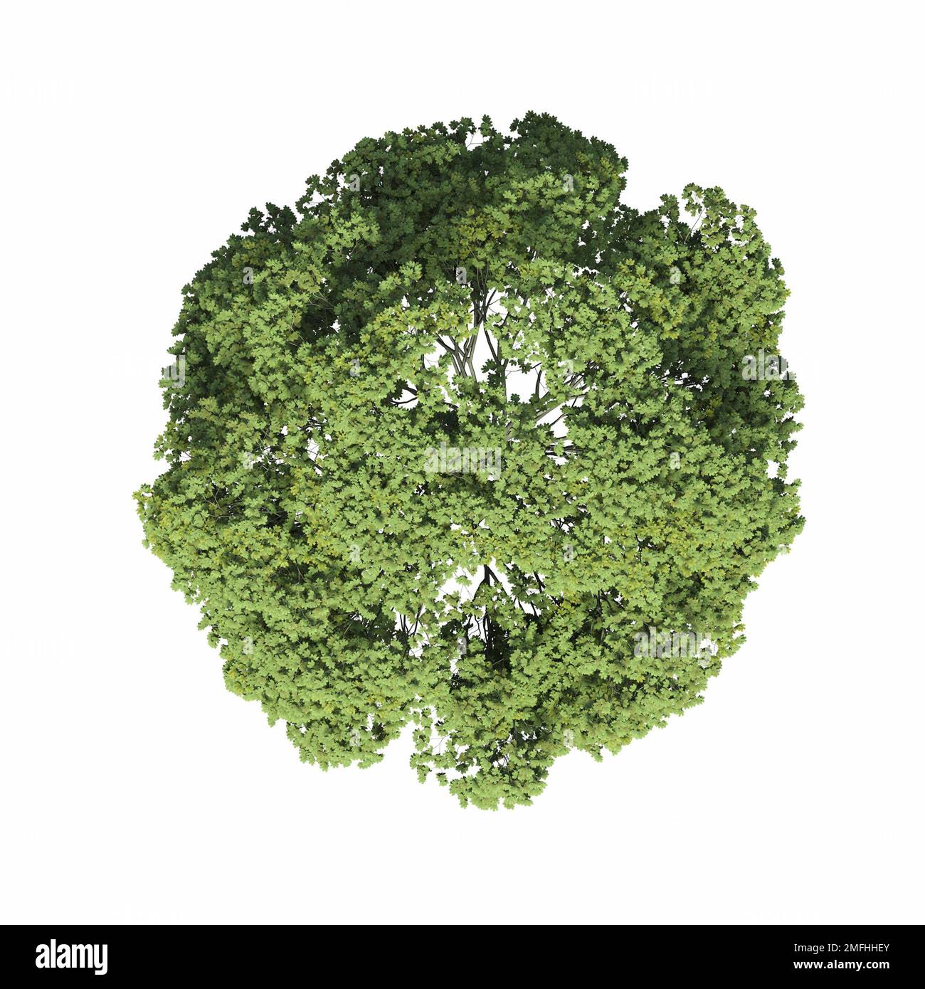tree top view, isolated on white background, 3D illustration, cg render ...