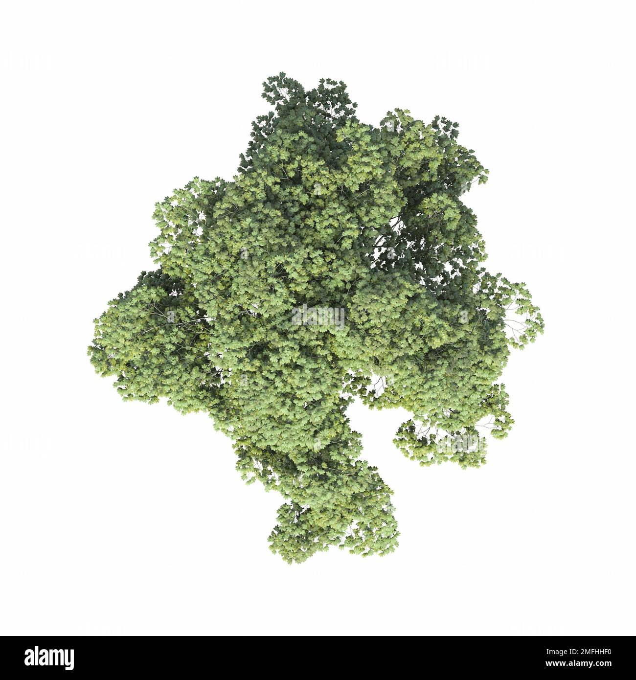 tree top view, isolated on white background, 3D illustration, cg render ...