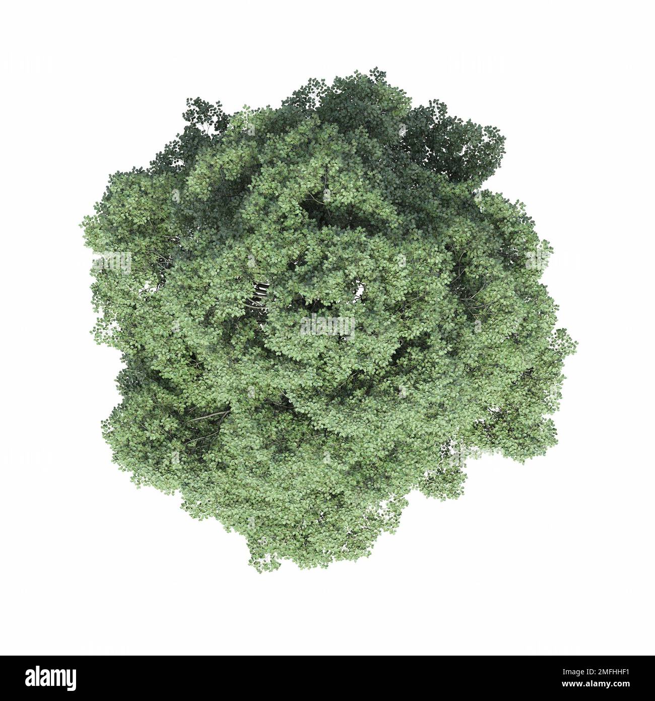 tree top view, isolated on white background, 3D illustration, cg render ...