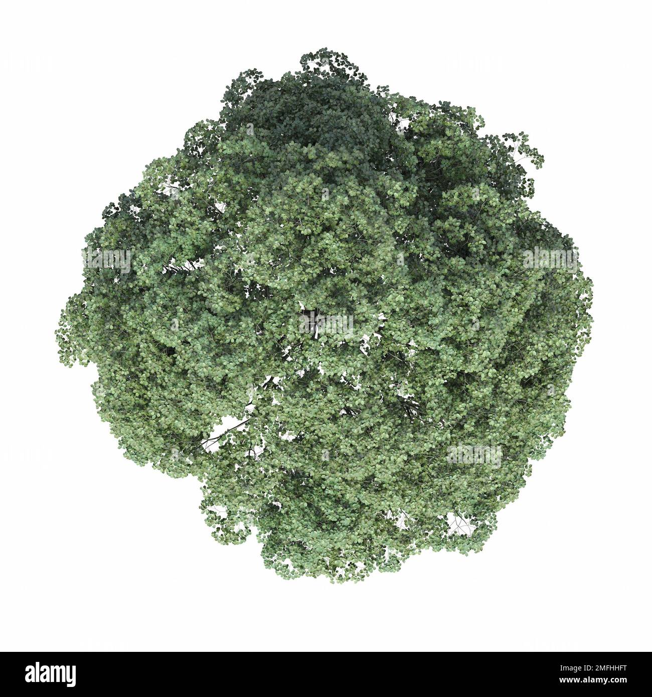 tree top view, isolated on white background, 3D illustration, cg render ...