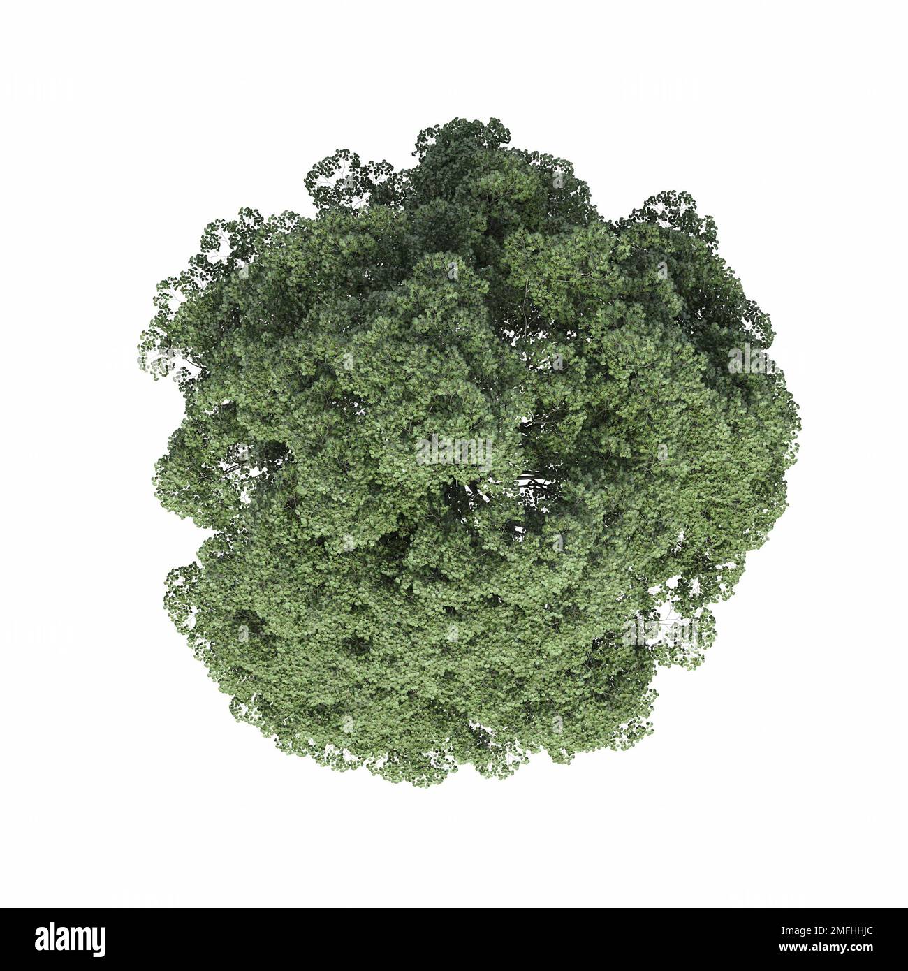 tree top view, isolated on white background, 3D illustration, cg render ...