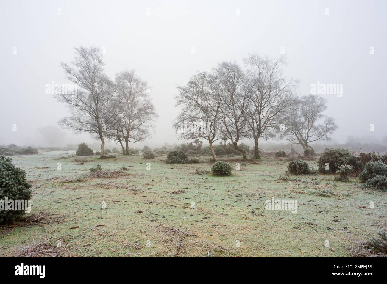 Frozen landscape with freezing fog, mist and trees in the countryside ...