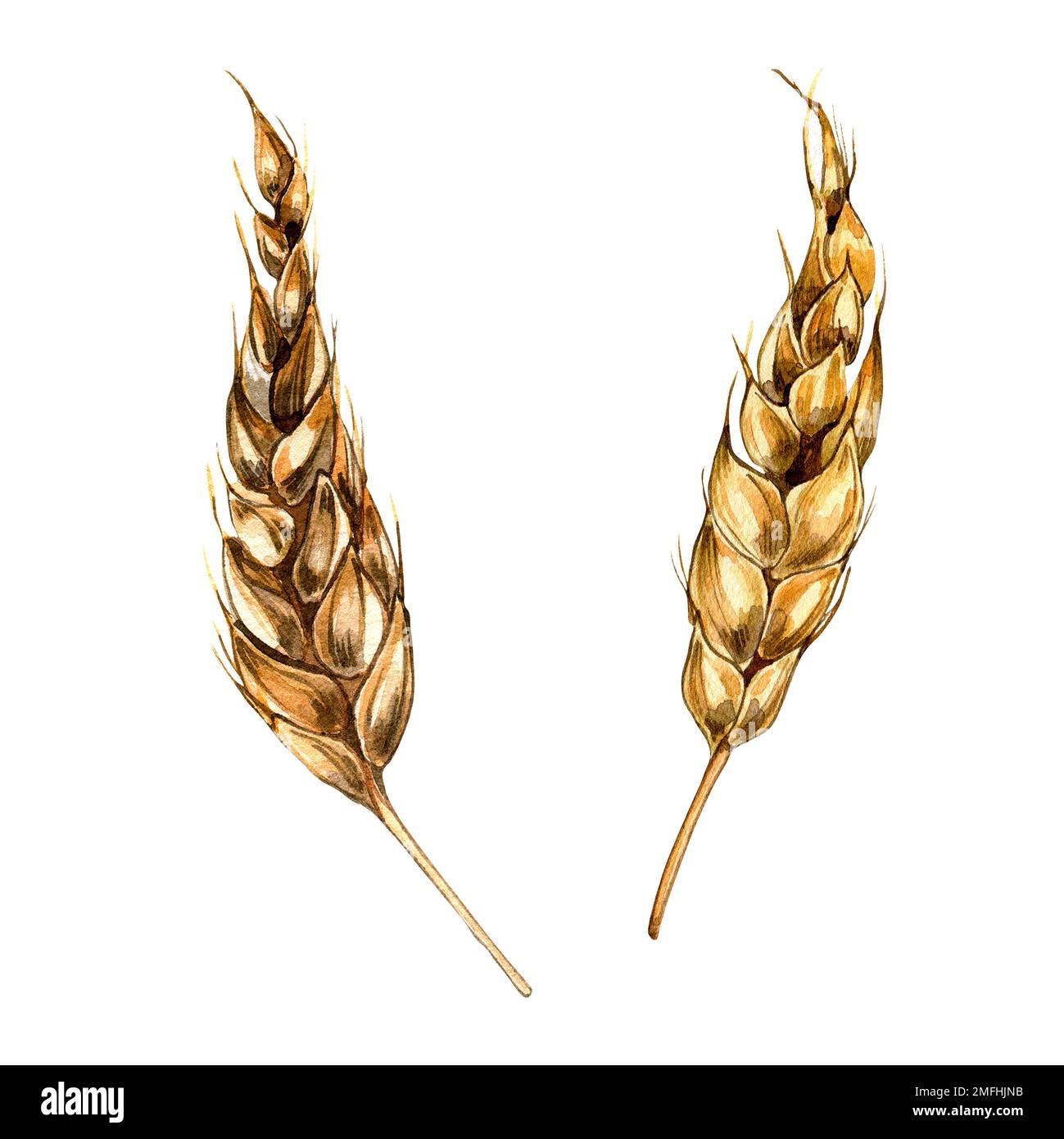 Wheat ear watercolor illustration isolated on white background ...