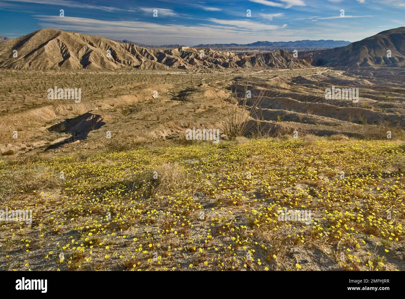 Desert sunflowers blooming in spring at Anza Borrego Desert Park ...