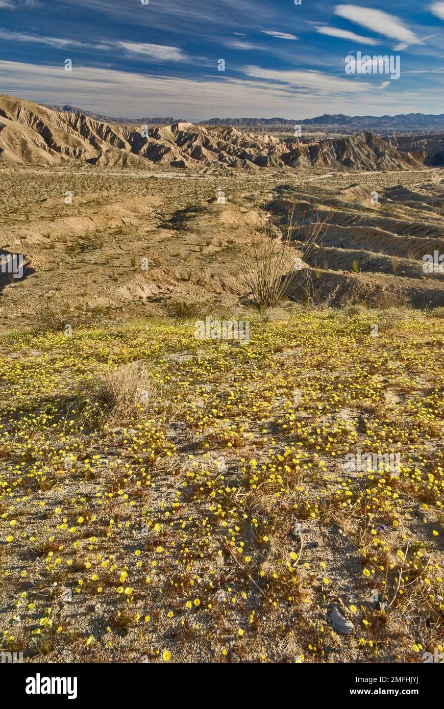 Desert sunflowers blooming in spring at Anza Borrego Desert Park ...