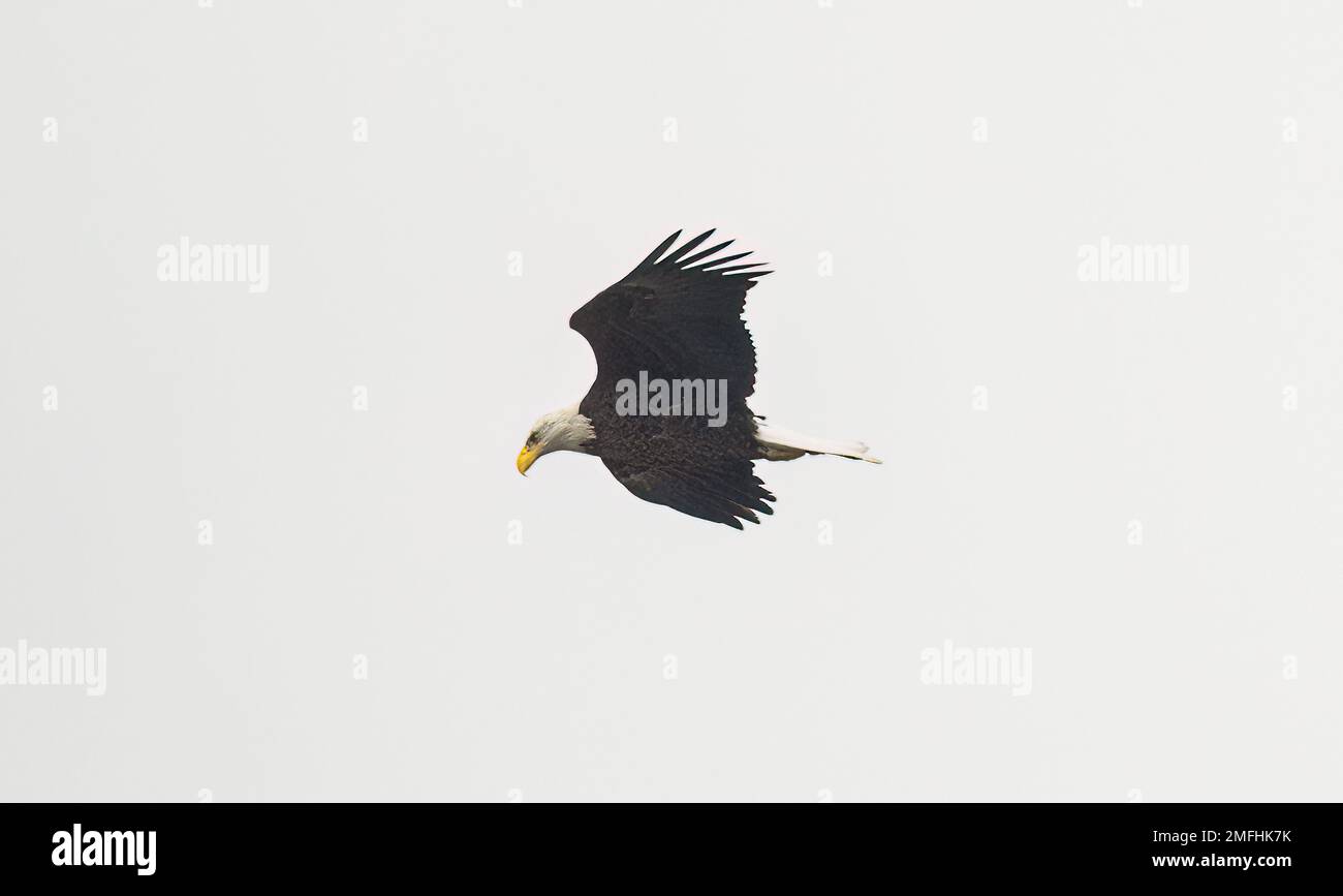 A Bald eagle flying in the white sky Stock Photo - Alamy