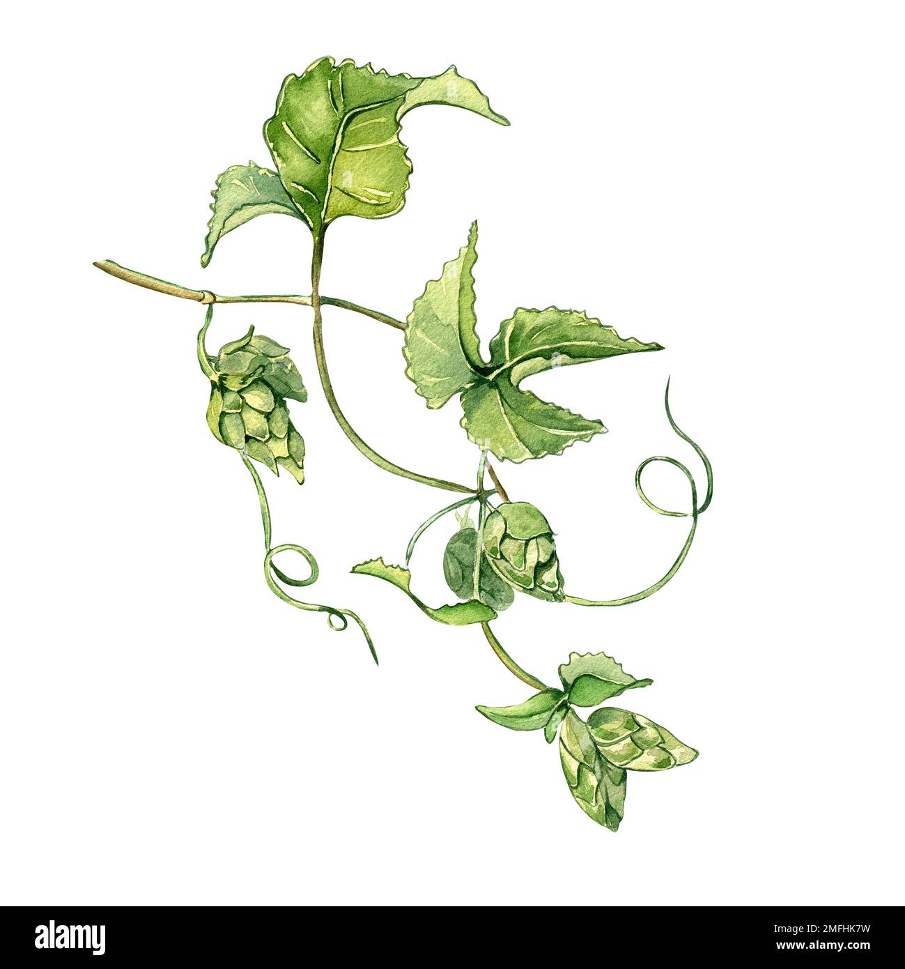 Hop vine, hop cones watercolor illustration isolated on white ...