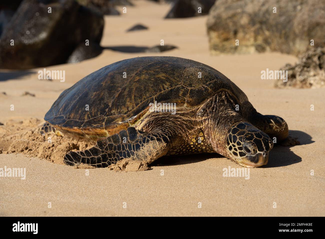 A big sea turtle on Laniakea Beach, also known as Turtle Beach, Oahu ...