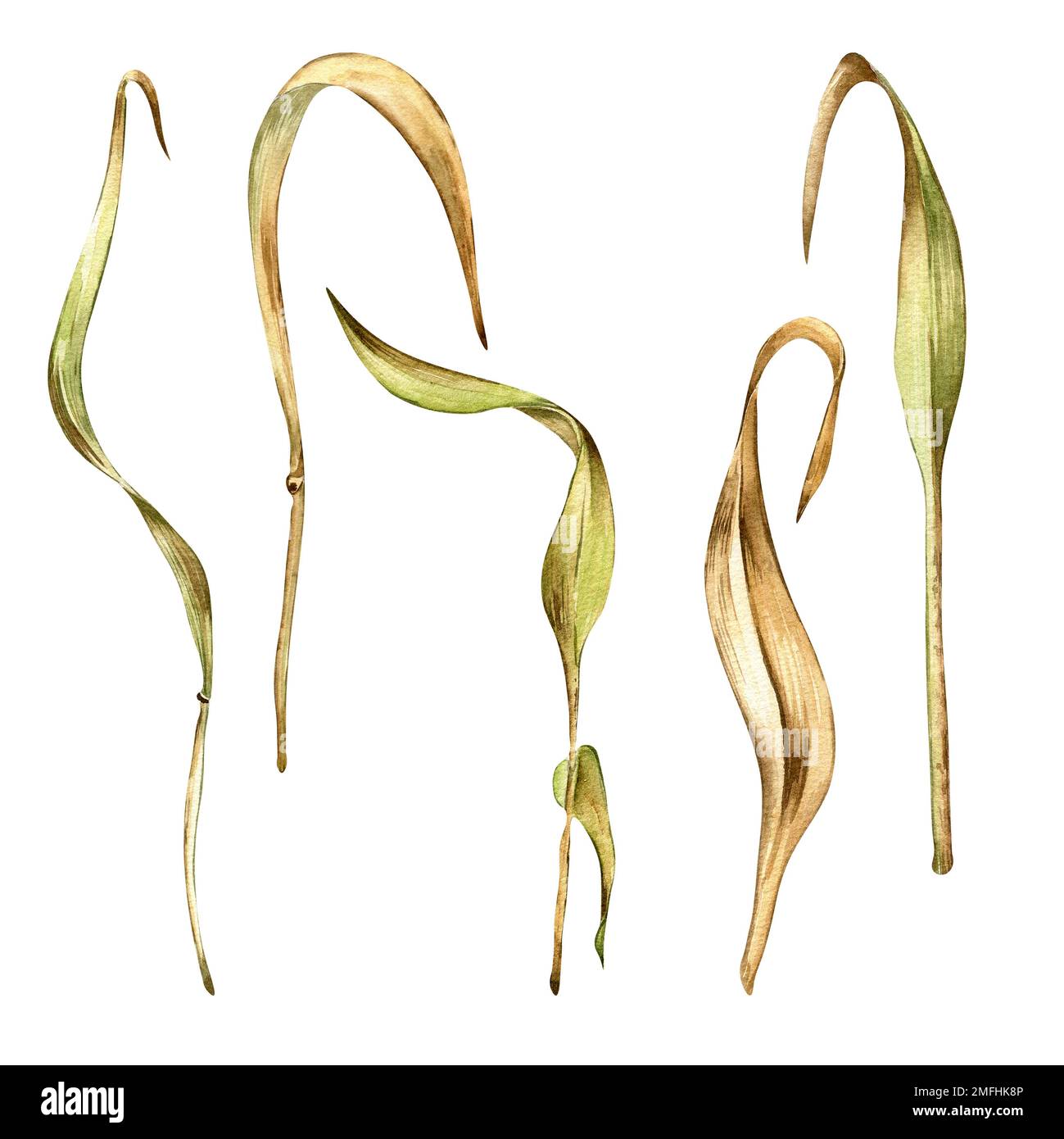 Dried stalks of grain Cut Out Stock Images & Pictures - Alamy