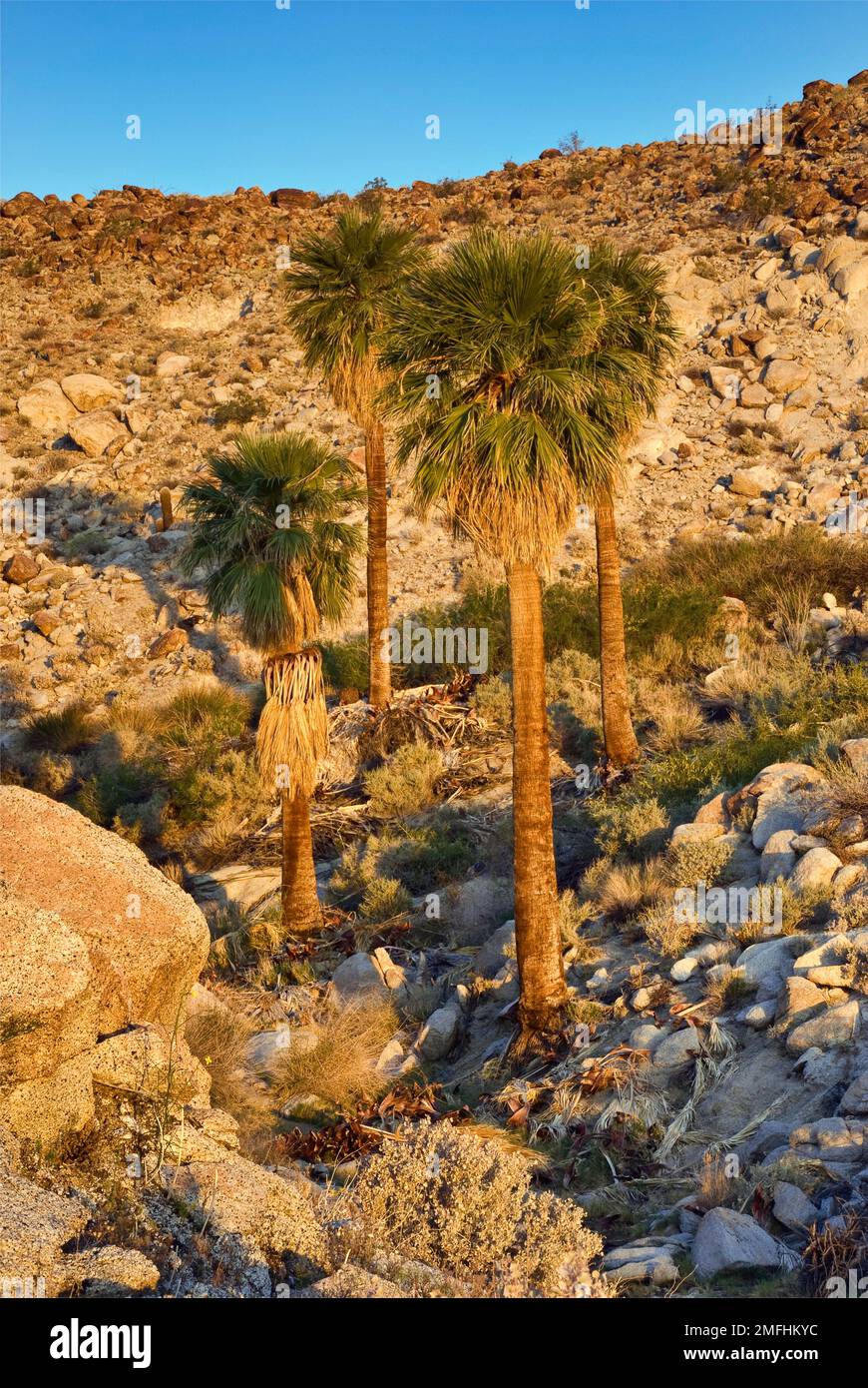 Desert fan palms at sunrise, Pygmy Grove, Anza Borrego Desert Park ...