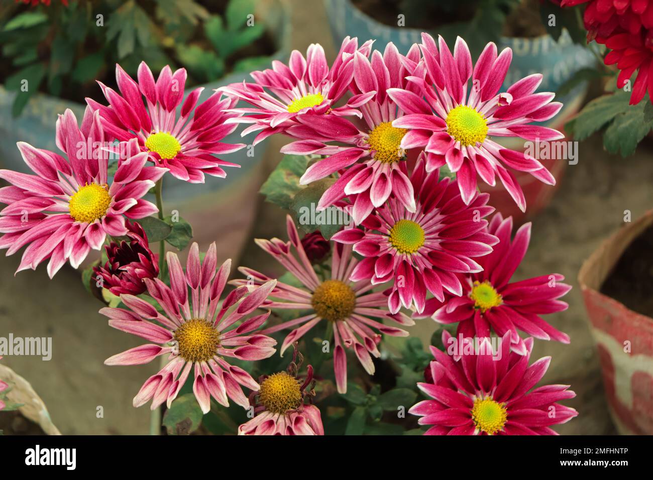 Chrysanthemums in the Nikitsky Botanical Garden, Crimea. flowers ...