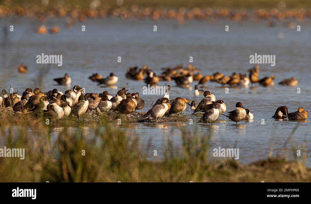 Migratory birds take rest at a wetland on the outskirts of Gauhati, in ...
