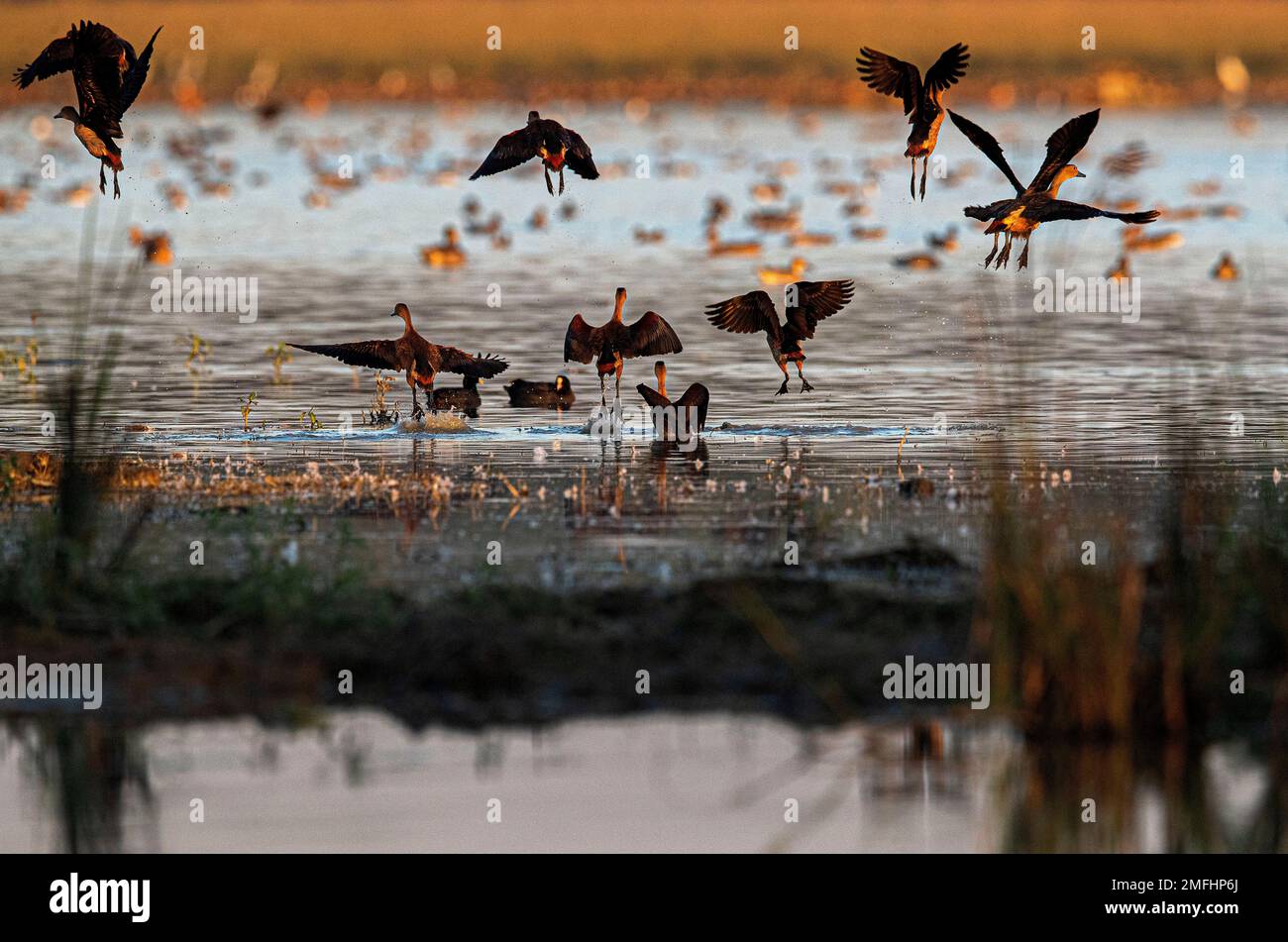 Migratory birds fly over a wetland on the outskirts of Gauhati, in the ...