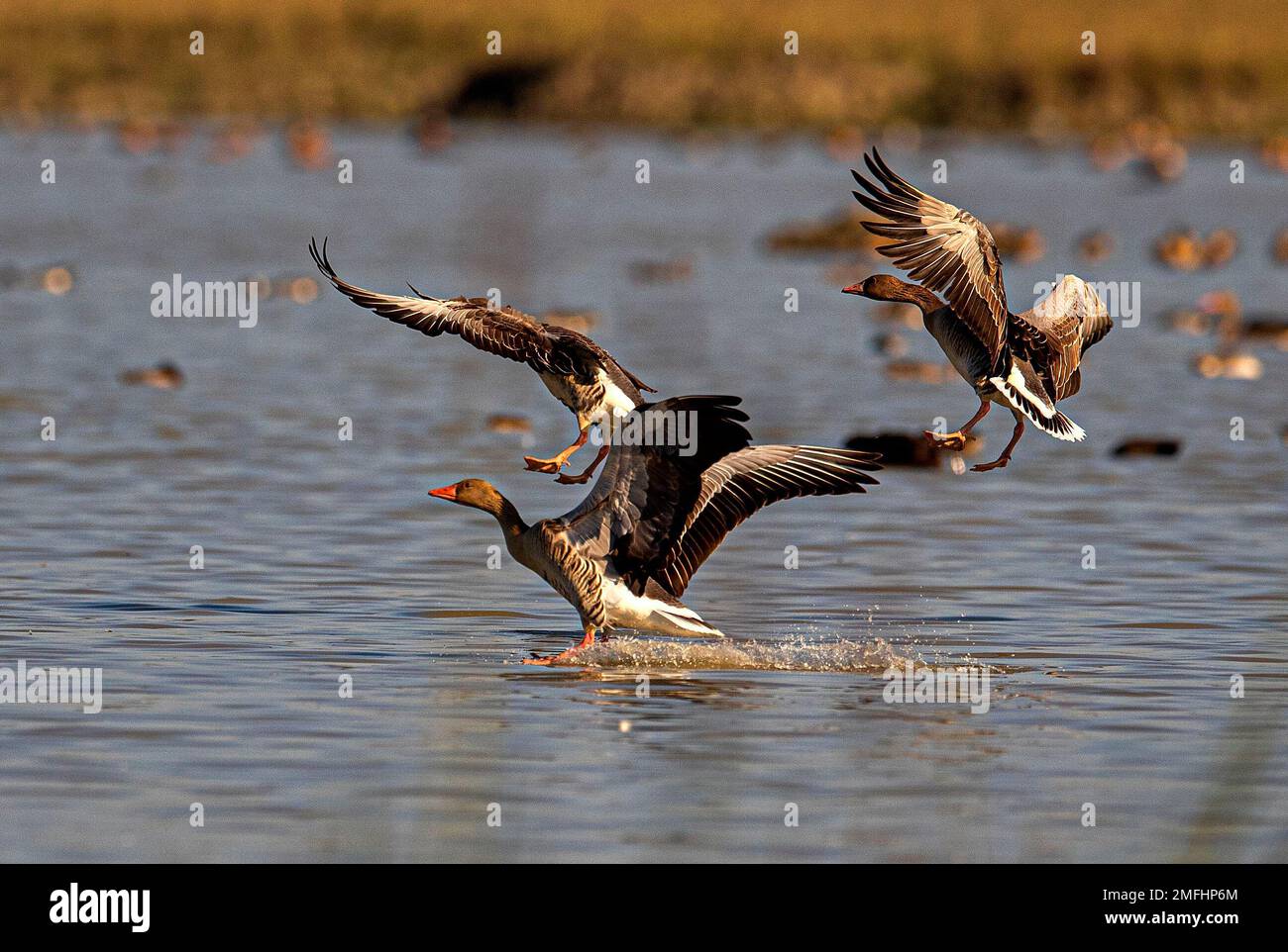 Migratory birds fly over a wetland on the outskirts of Gauhati, in the ...