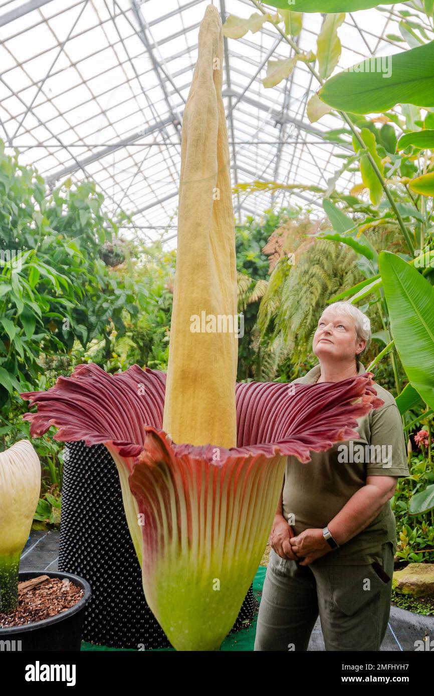 Final flowering of amorphophallus titanum hi-res stock photography and ...