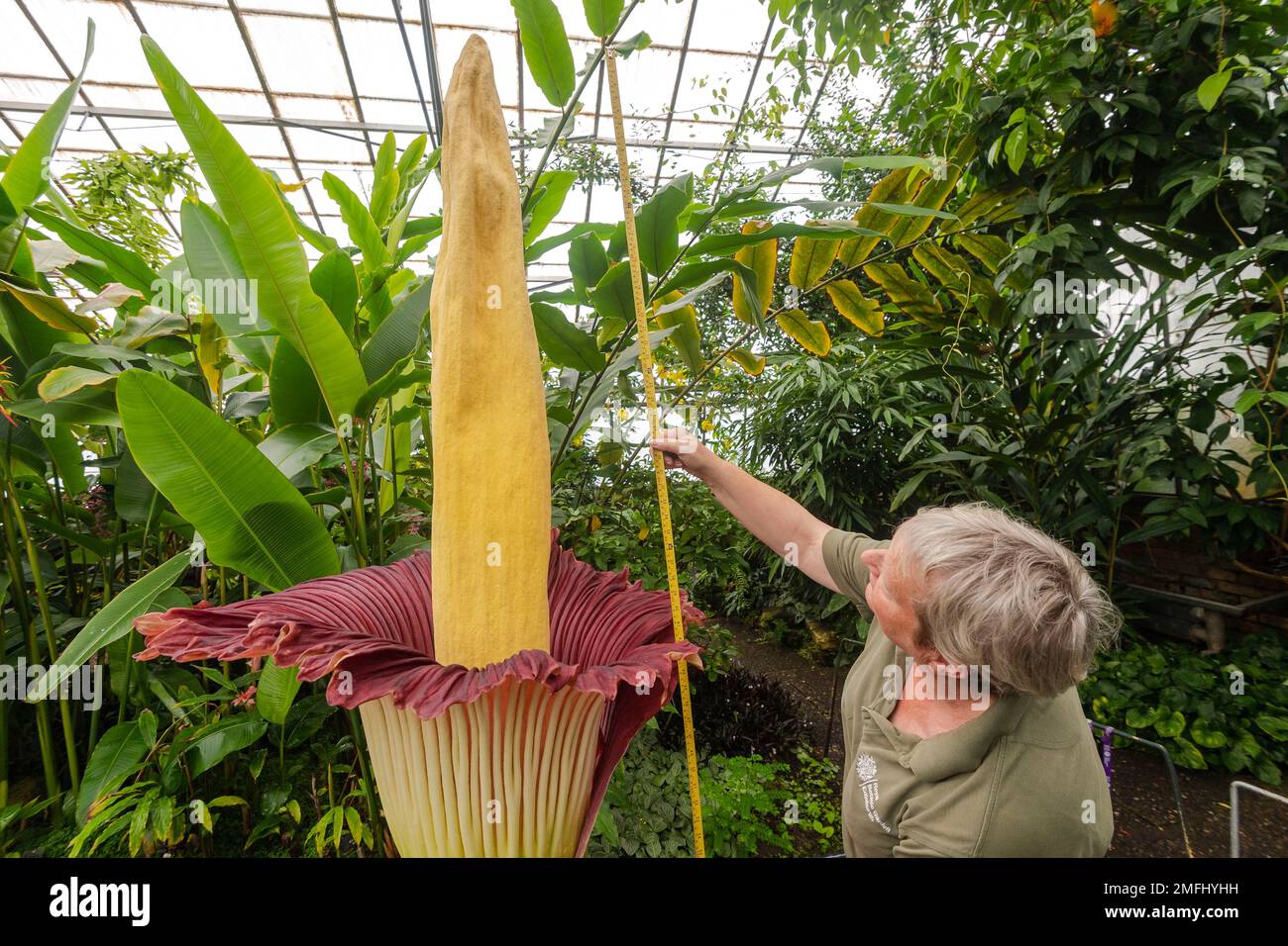 Final flowering of amorphophallus titanum hi-res stock photography and ...