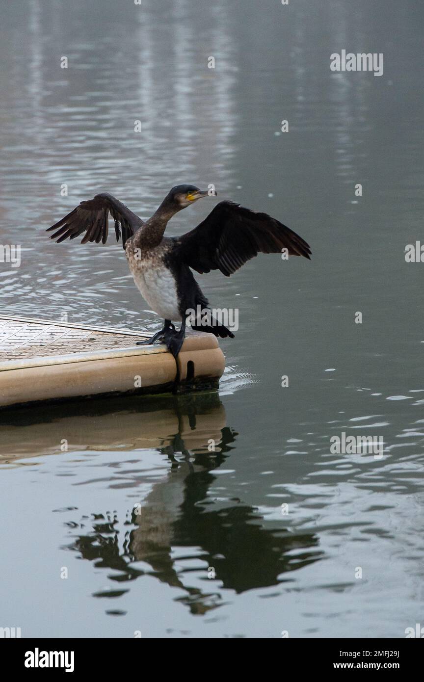 Eton, Windsor, Berkshire, UK. 25th January, 2023. A cormorant sits on a ...