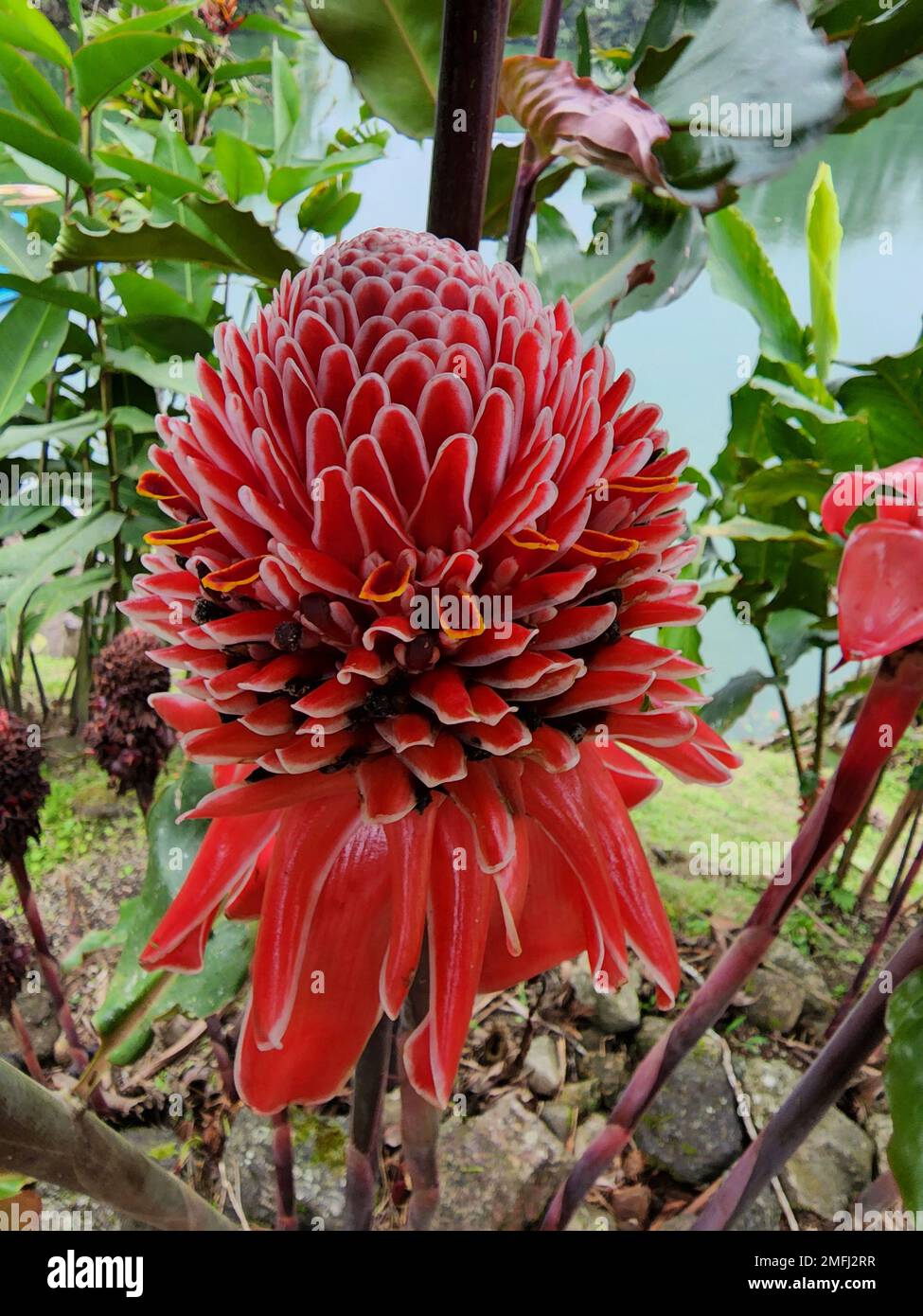 Zingiber officinale flower hi-res stock photography and images - Alamy