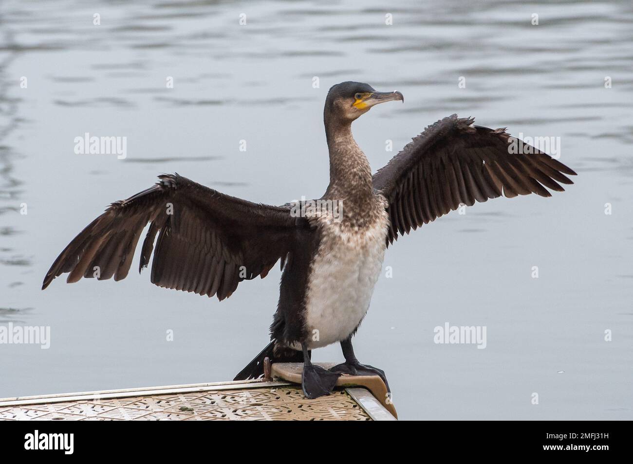 Eton, Windsor, Berkshire, UK. 25th January, 2023. A cormorant sits on a ...