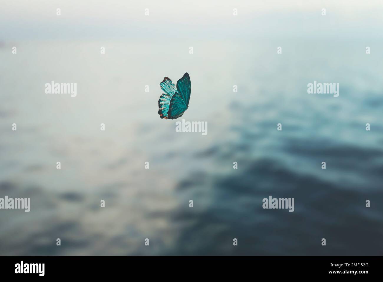 adventurous butterfly flies over the sea, abstract concept Stock Photo ...