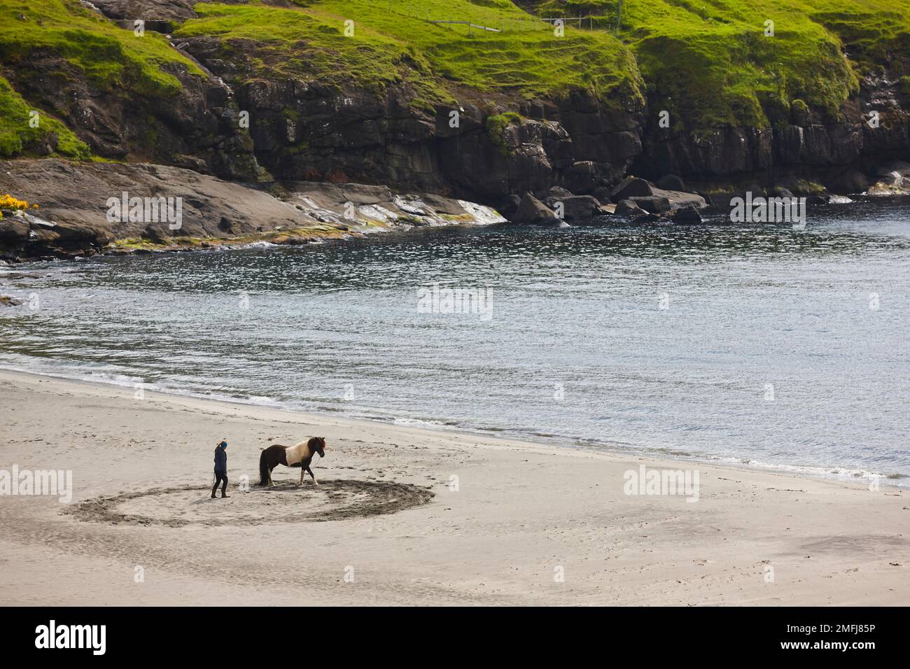 Training a horse on a sand beach. Equestrian sport. Faroe Islands Stock ...