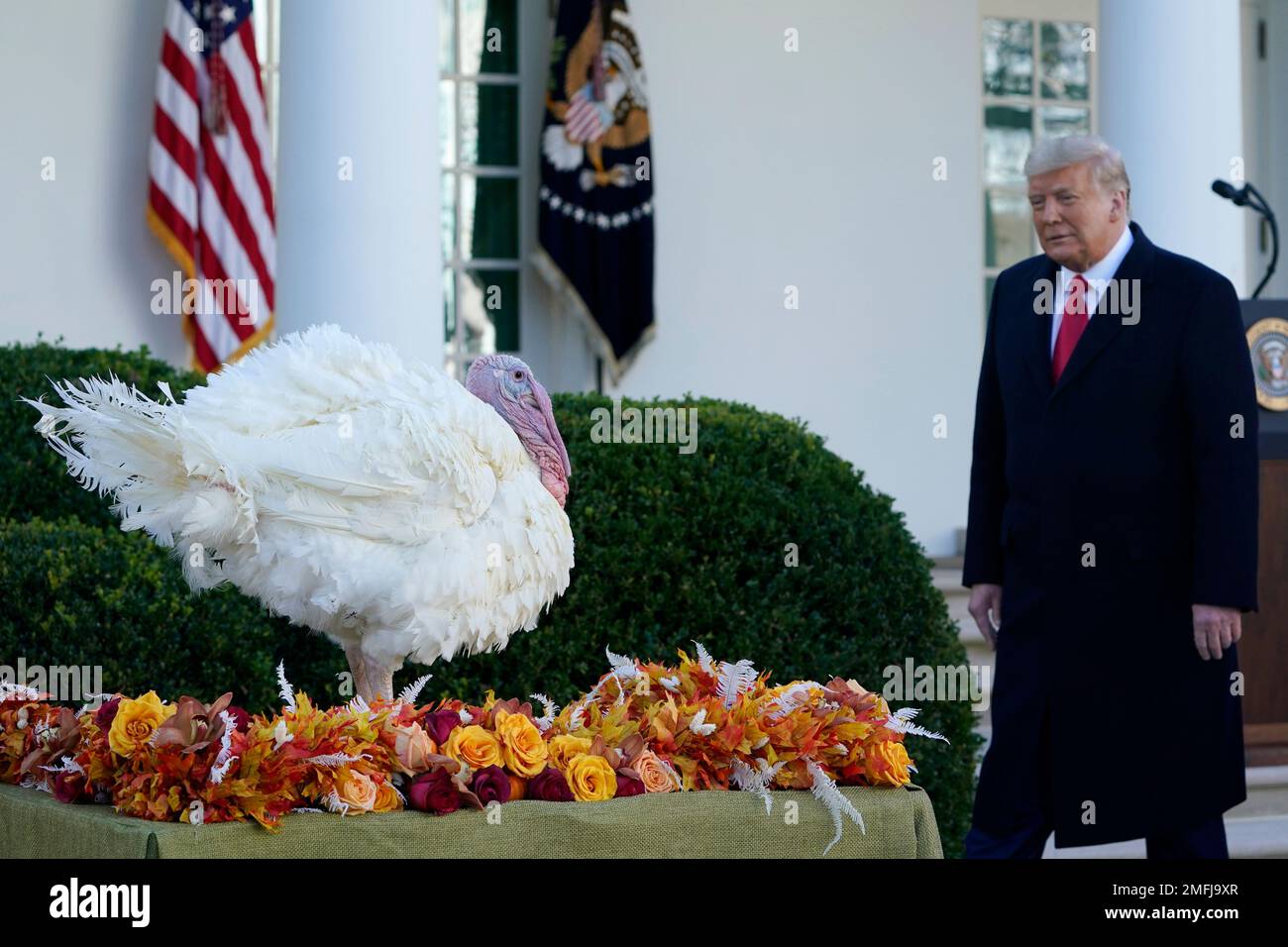 President Donald Trump walks over to pardon Corn, the national ...