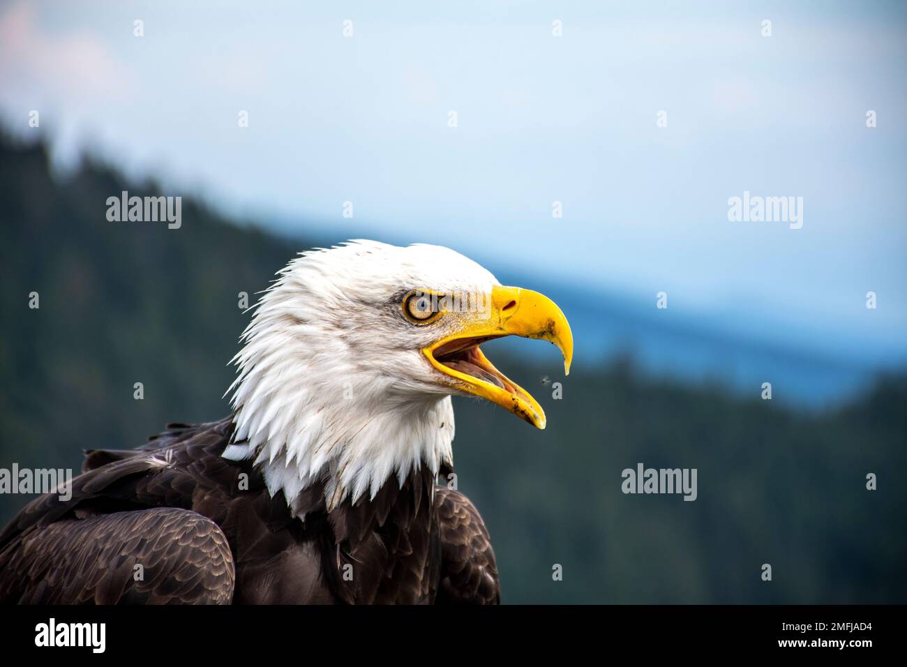 Eagle open wings standing hi-res stock photography and images - Alamy