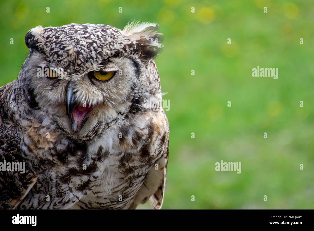 A long-eared owl with open beak Stock Photo - Alamy