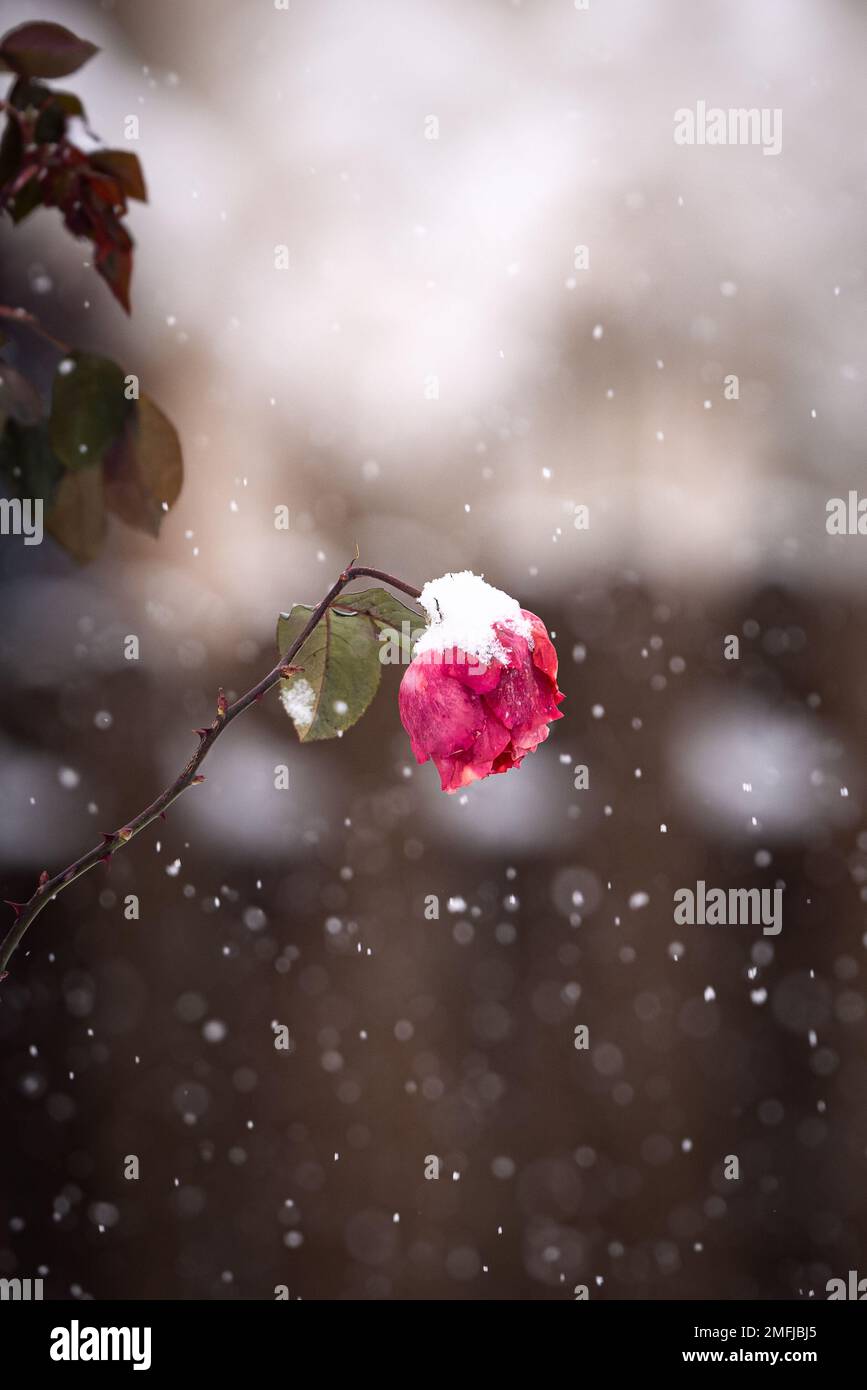 Beautiful winter rose hi-res stock photography and images - Alamy