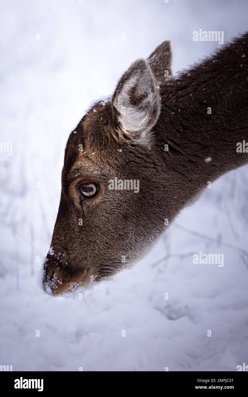 Portrait of brown fallow deer on a white snowfield with snow on the ...